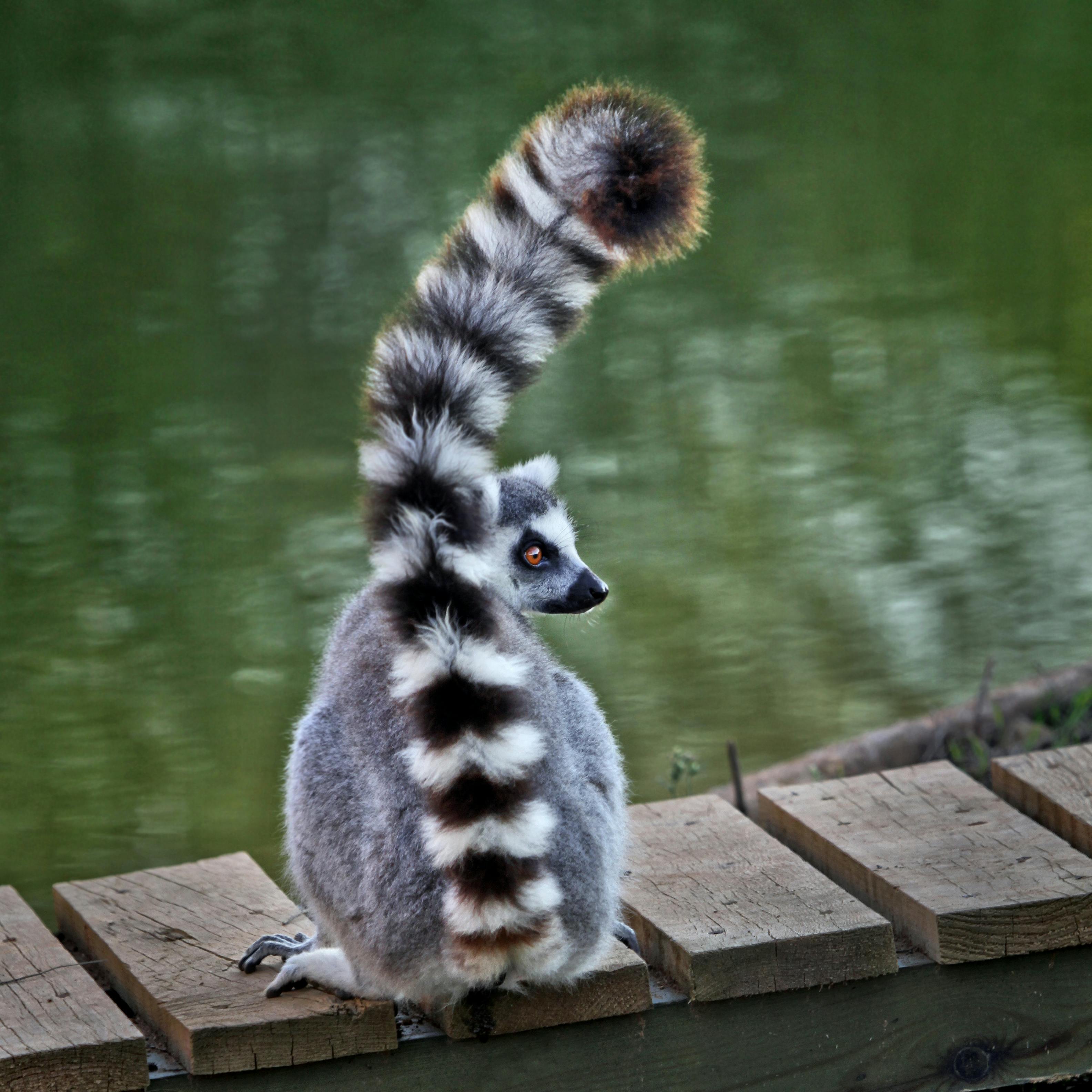 Lemur Sitting near Water · Free Stock Photo
