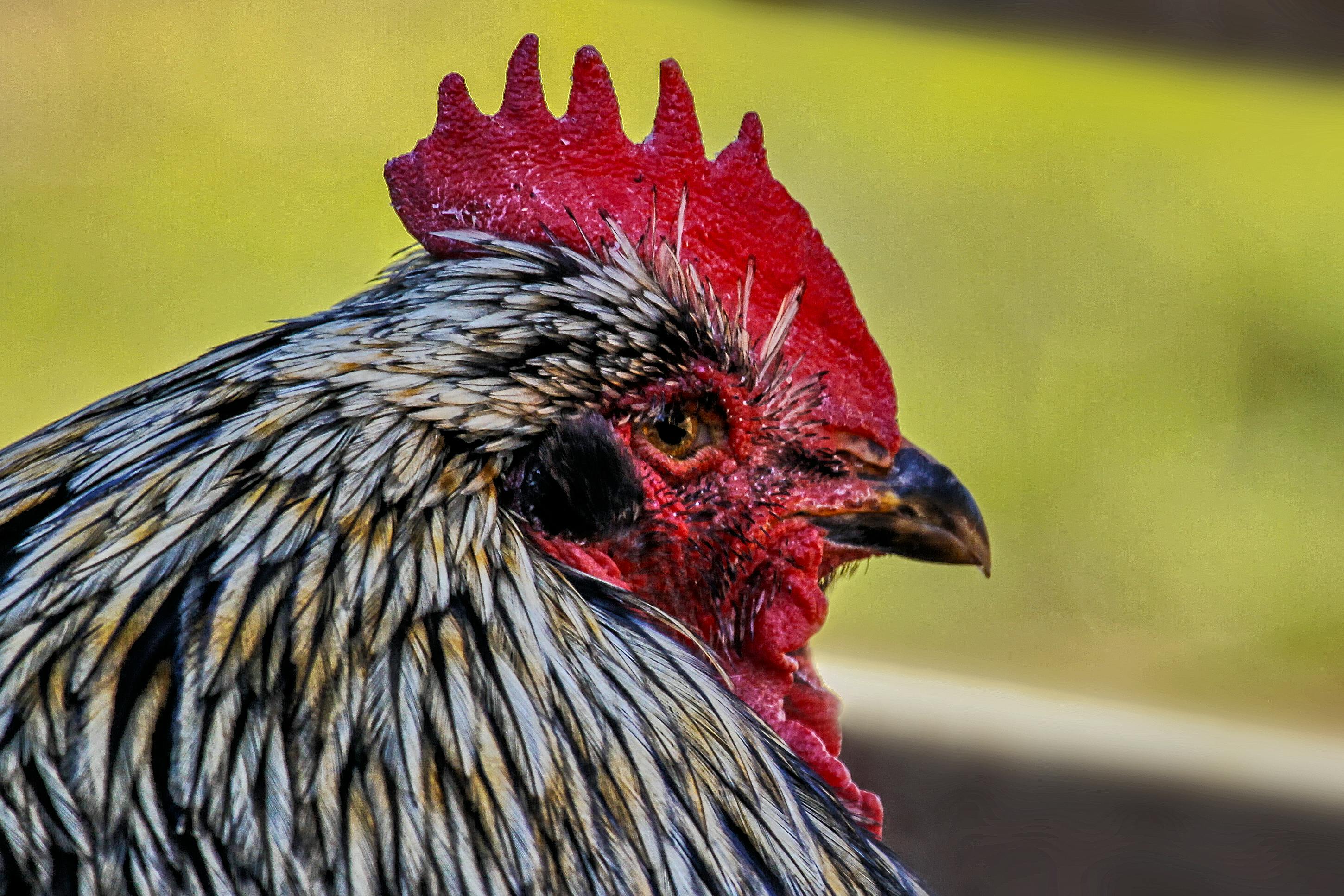 Close-Up Shot of a Broiler Chicken · Free Stock Photo