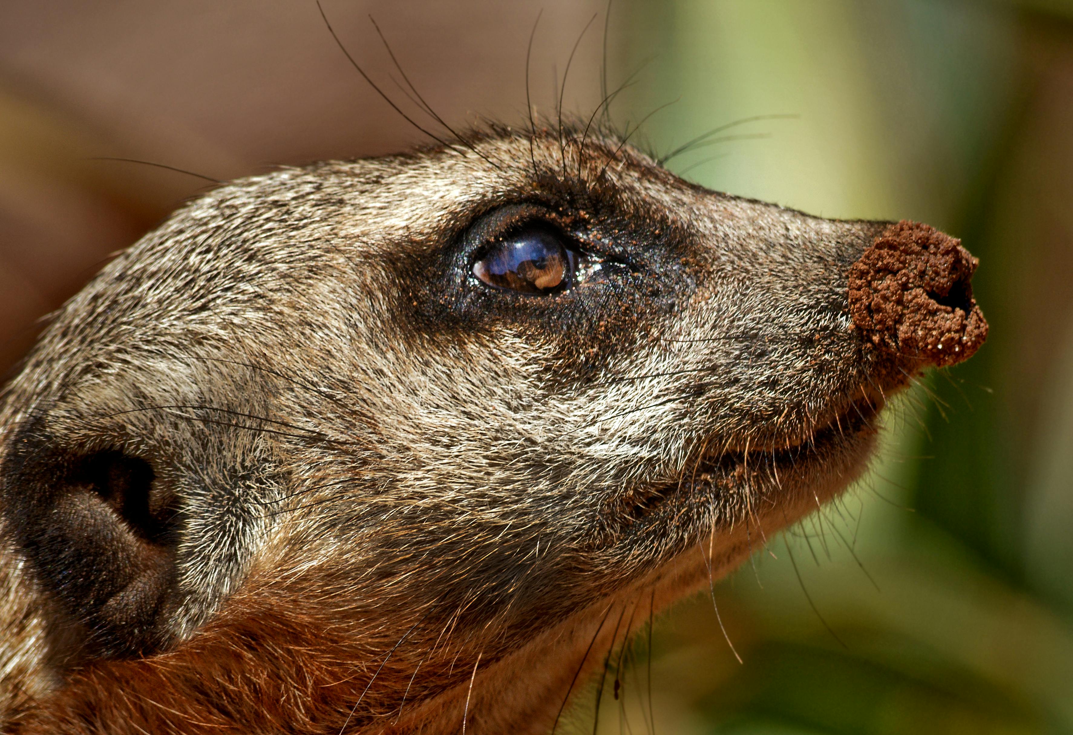 Close up of Meerkat Head · Free Stock Photo
