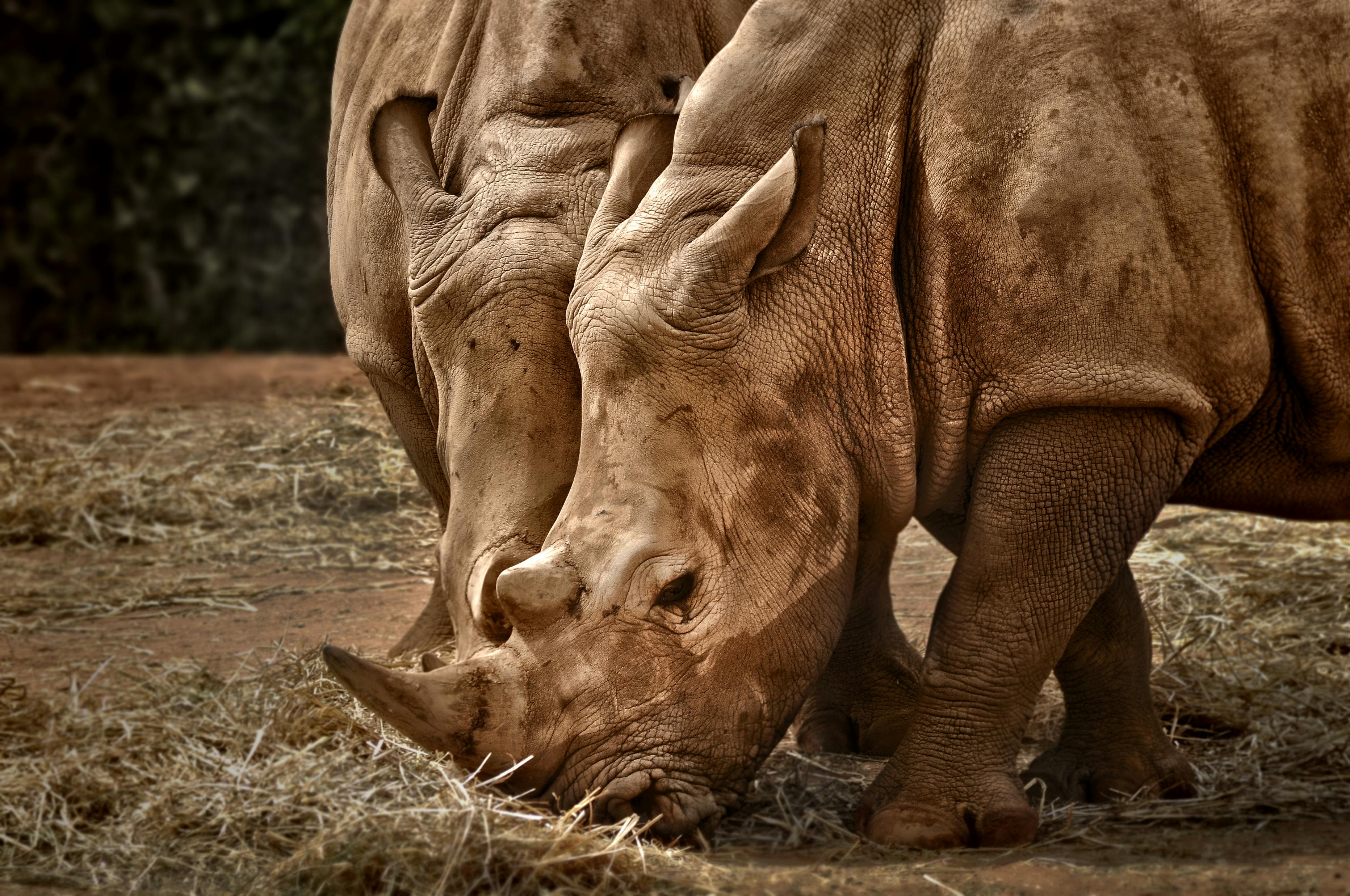 Rhinoceroses Photos, Download The BEST Free Rhinoceroses Stock Photos ...