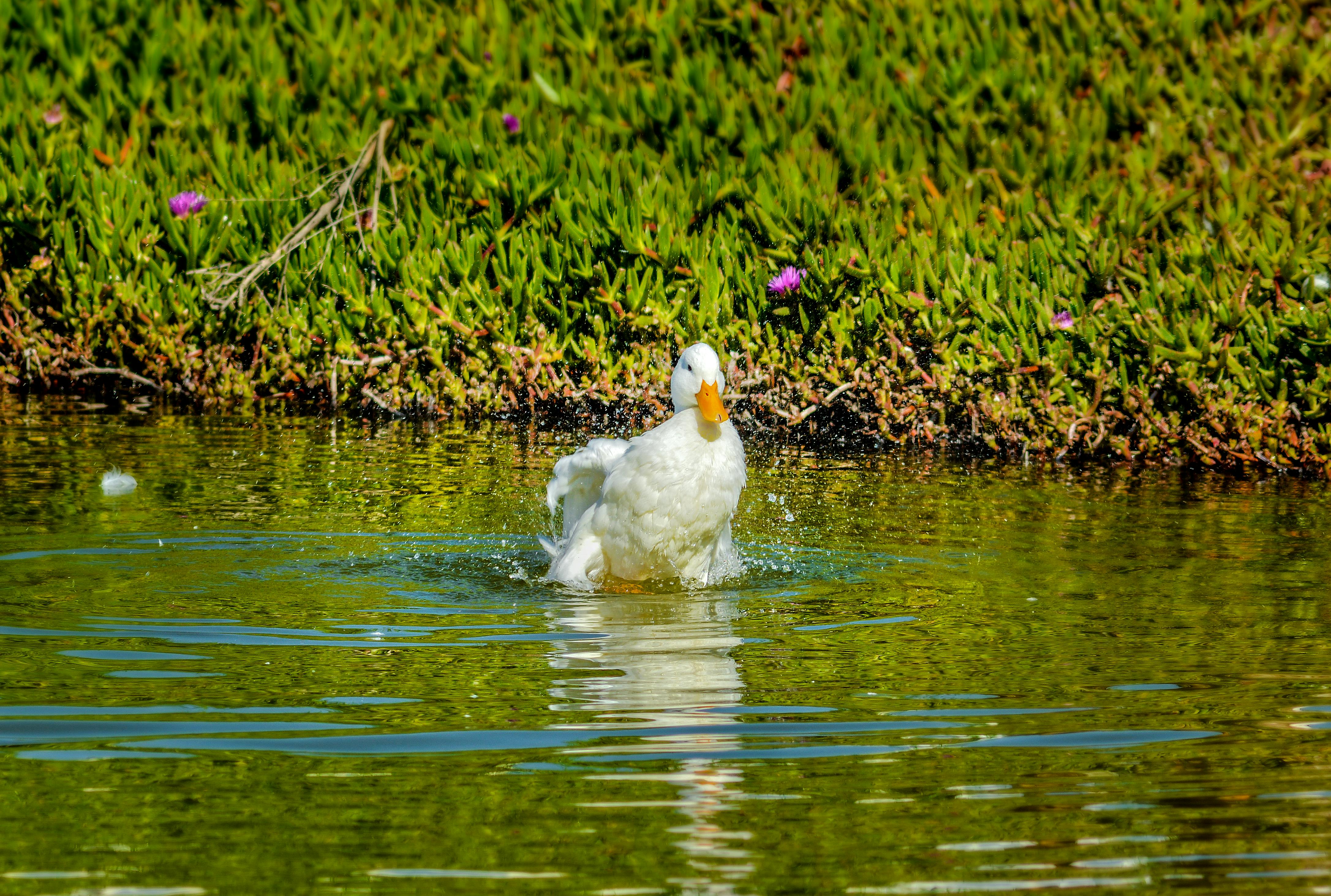 Close-up of a Duck Wading in the Water · Free Stock Photo