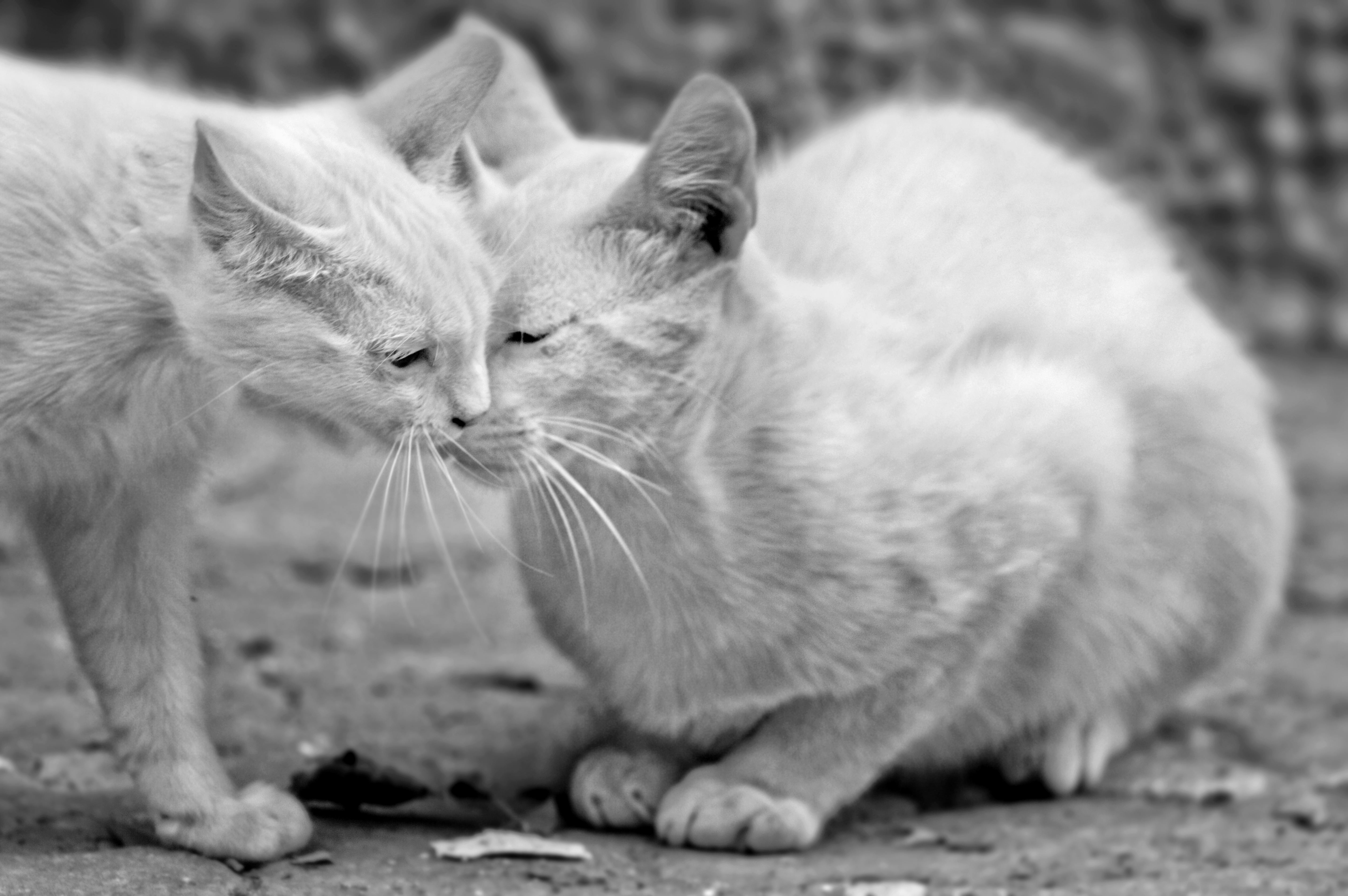 Cat Nuzzling Photos, Download The BEST Free Cat Nuzzling Stock Photos ...