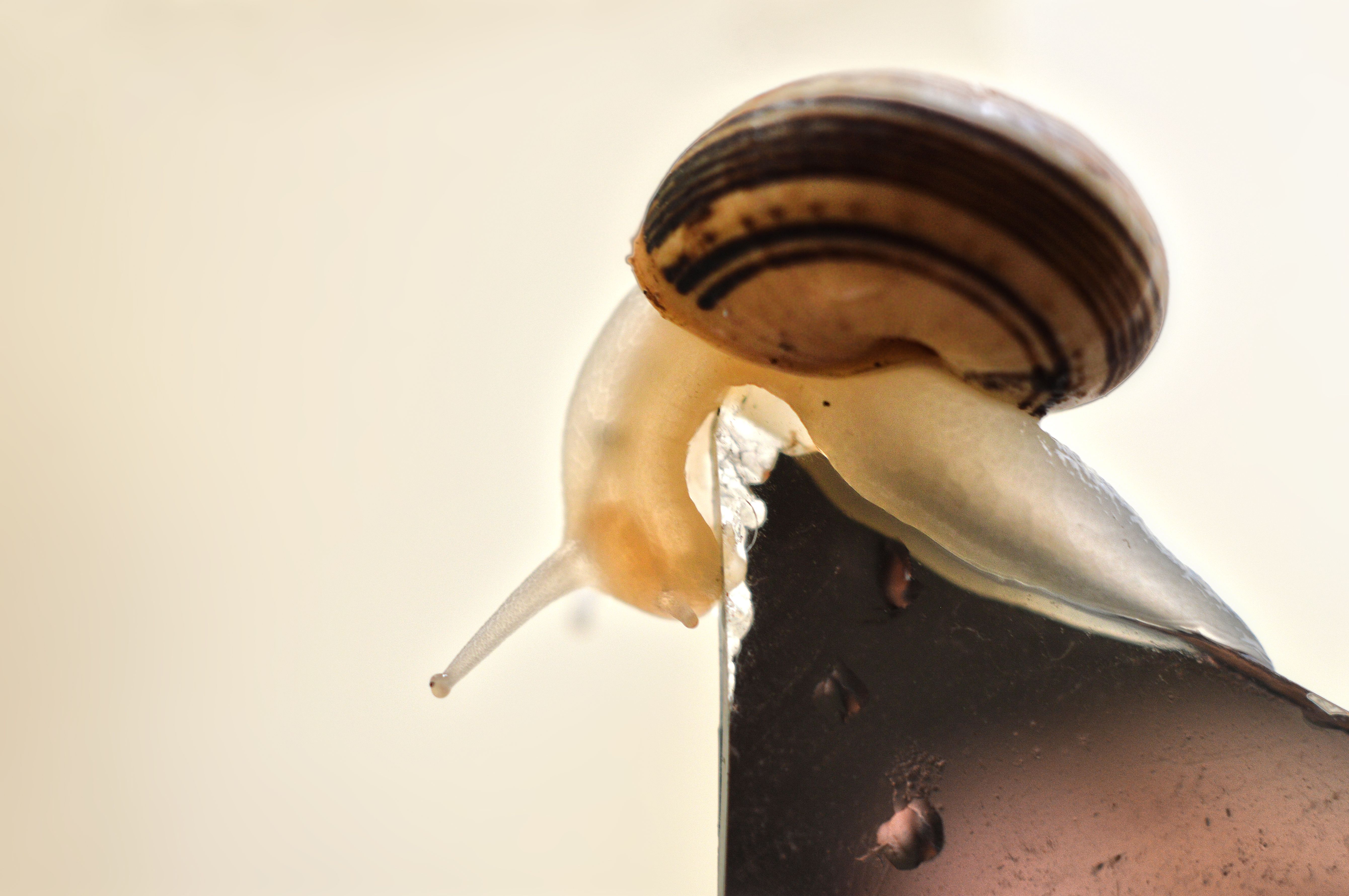 Hermit Crab in a Snail Shell on the Beach · Free Stock Photo