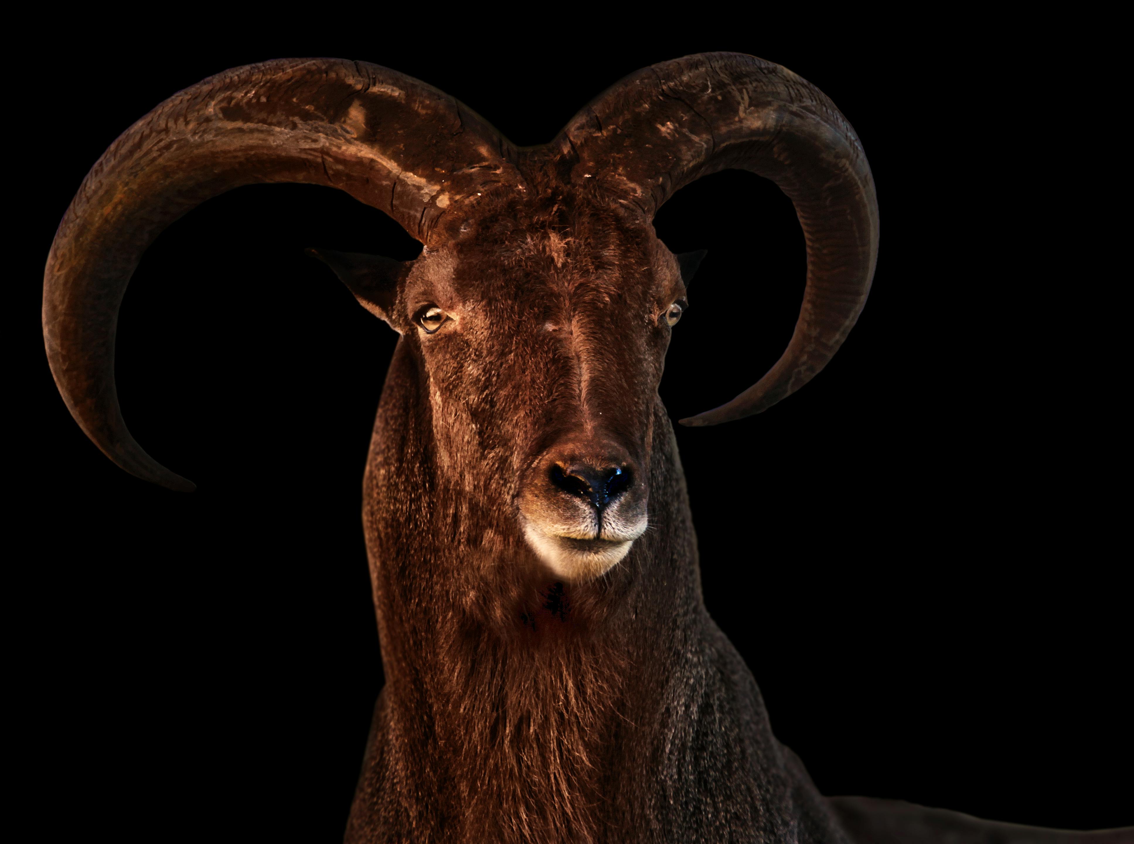 Goat Background Photos, Download The BEST Free Goat Background Stock ...