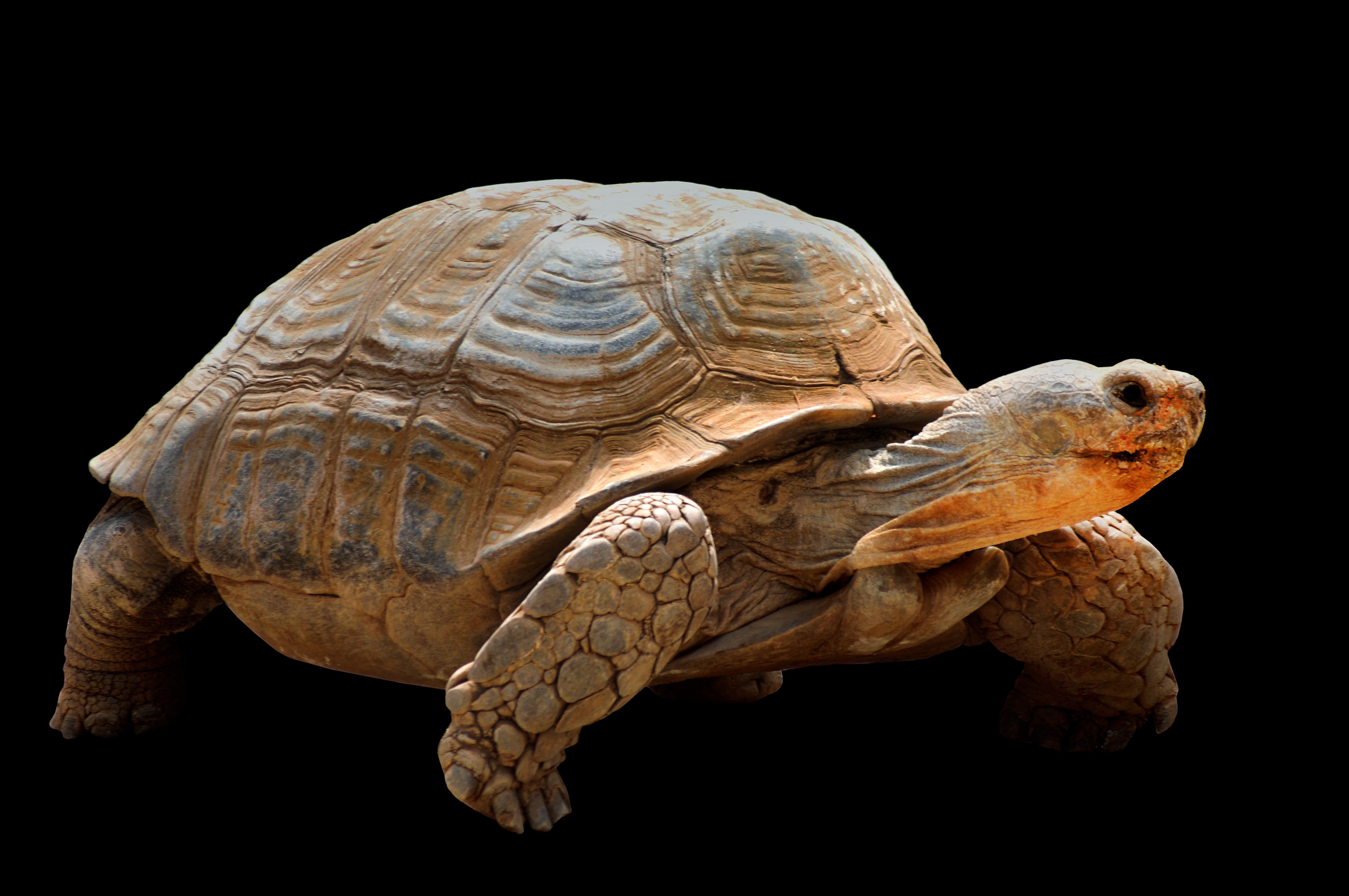 Red-eared turtles on a Pink Background · Free Stock Photo
