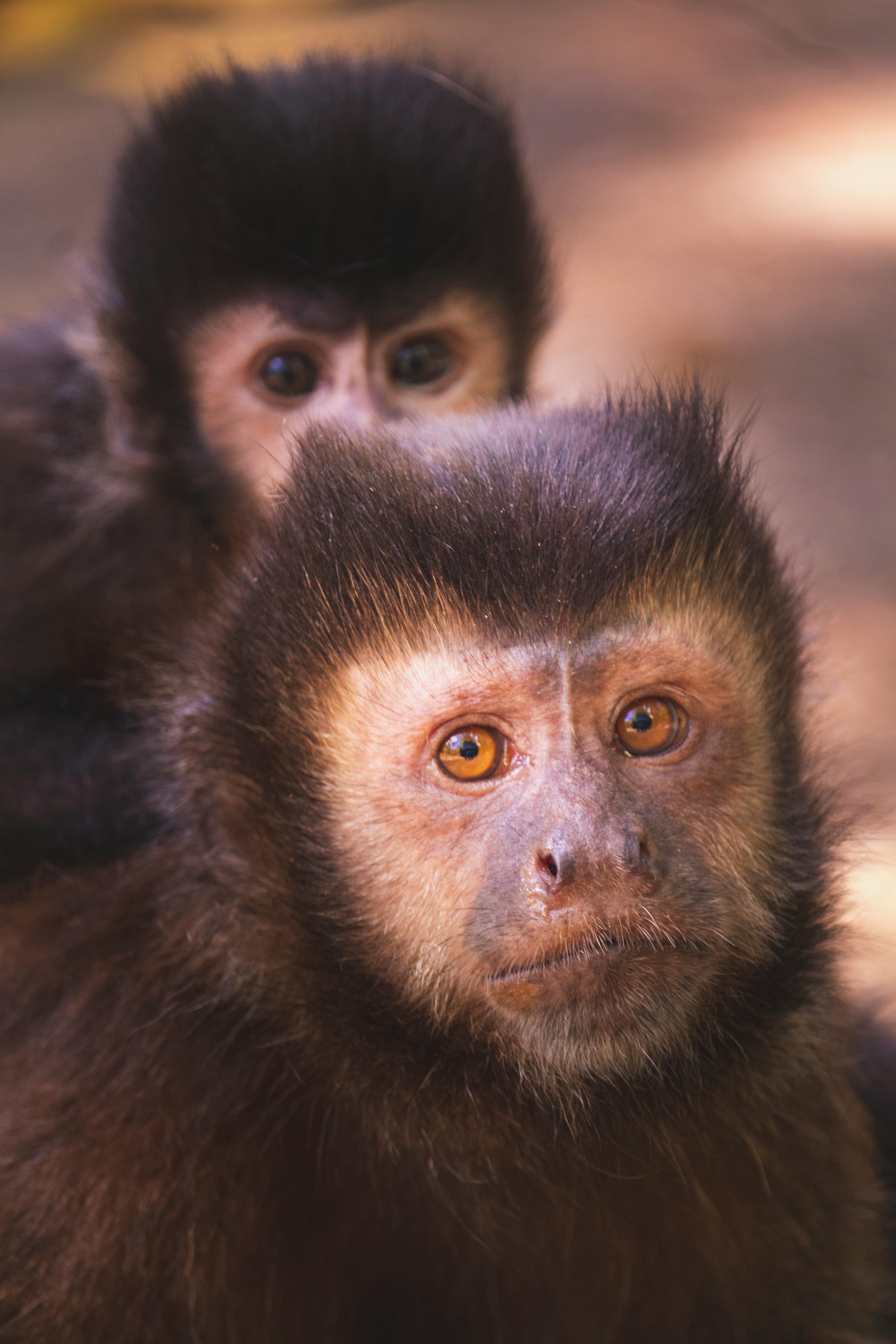 Portrait of Two Monkeys · Free Stock Photo