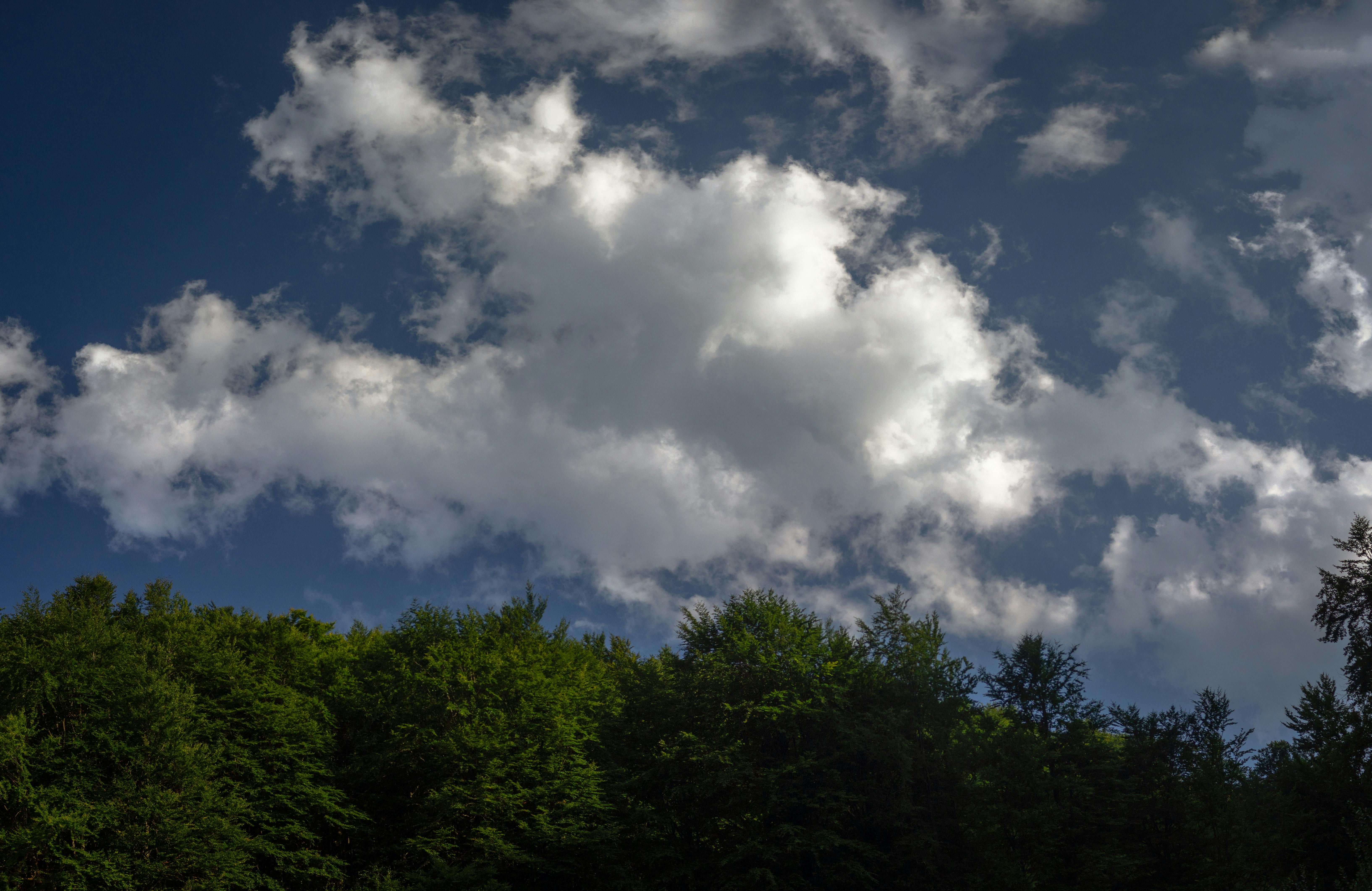 Clouds Above Trees · Free Stock Photo