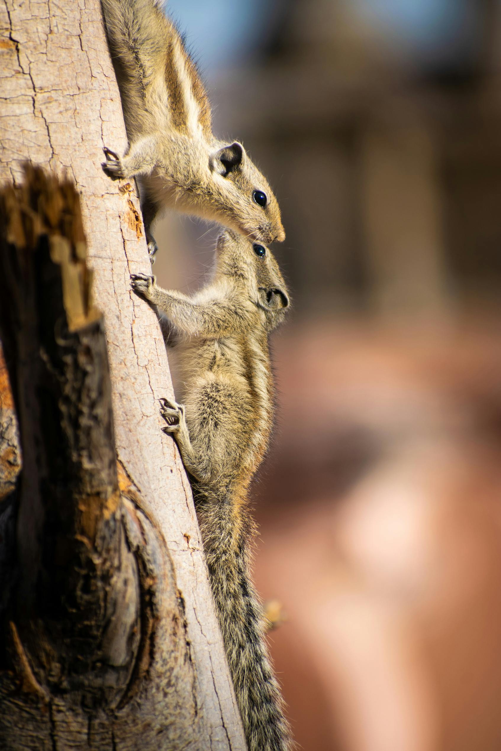 Close up of Chipmunks · Free Stock Photo