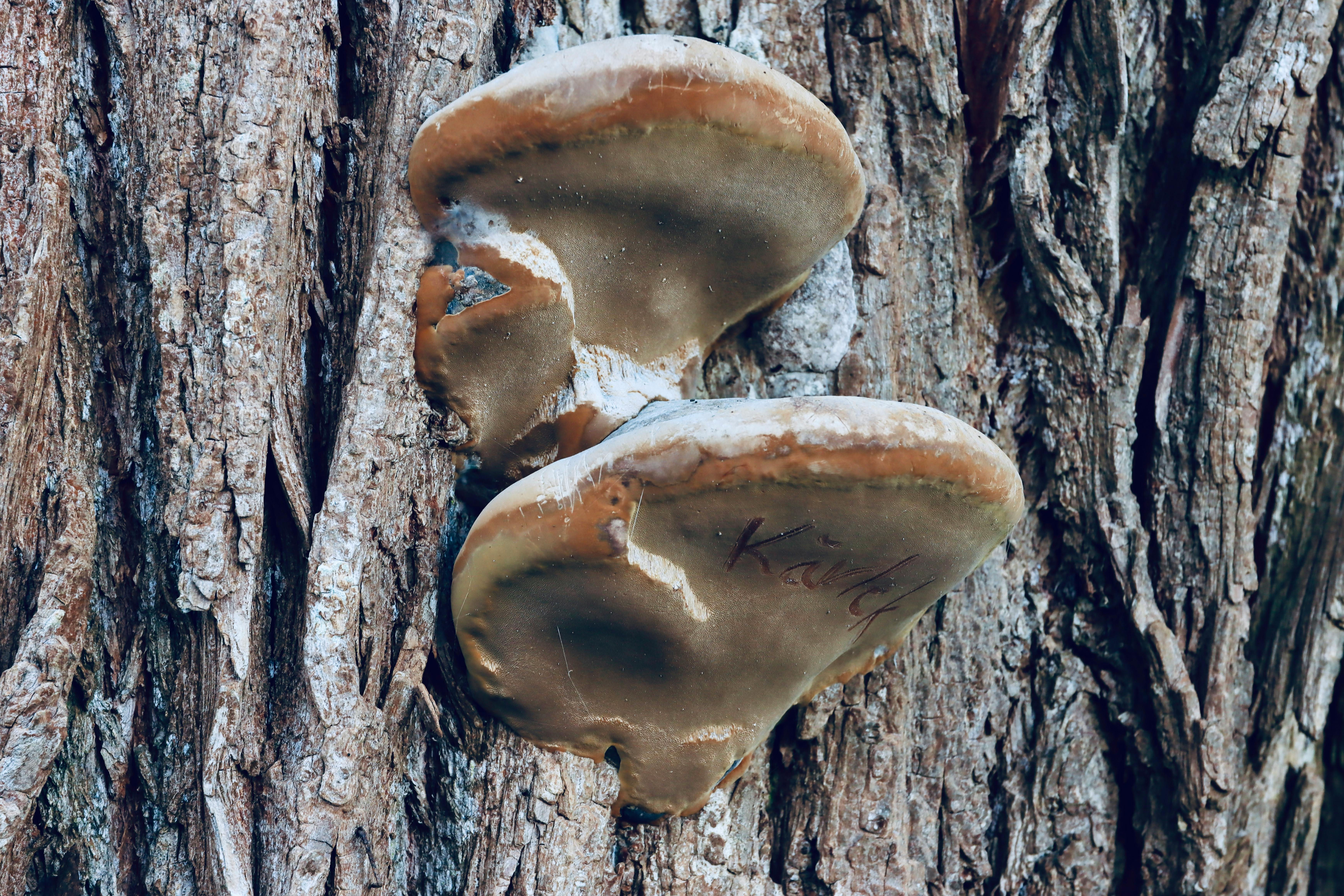 A close up of a tree with mushrooms growing on it · Free Stock Photo
