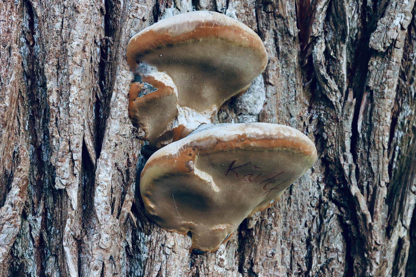 Fungus Texture Photos, Download The BEST Free Fungus Texture Stock ...