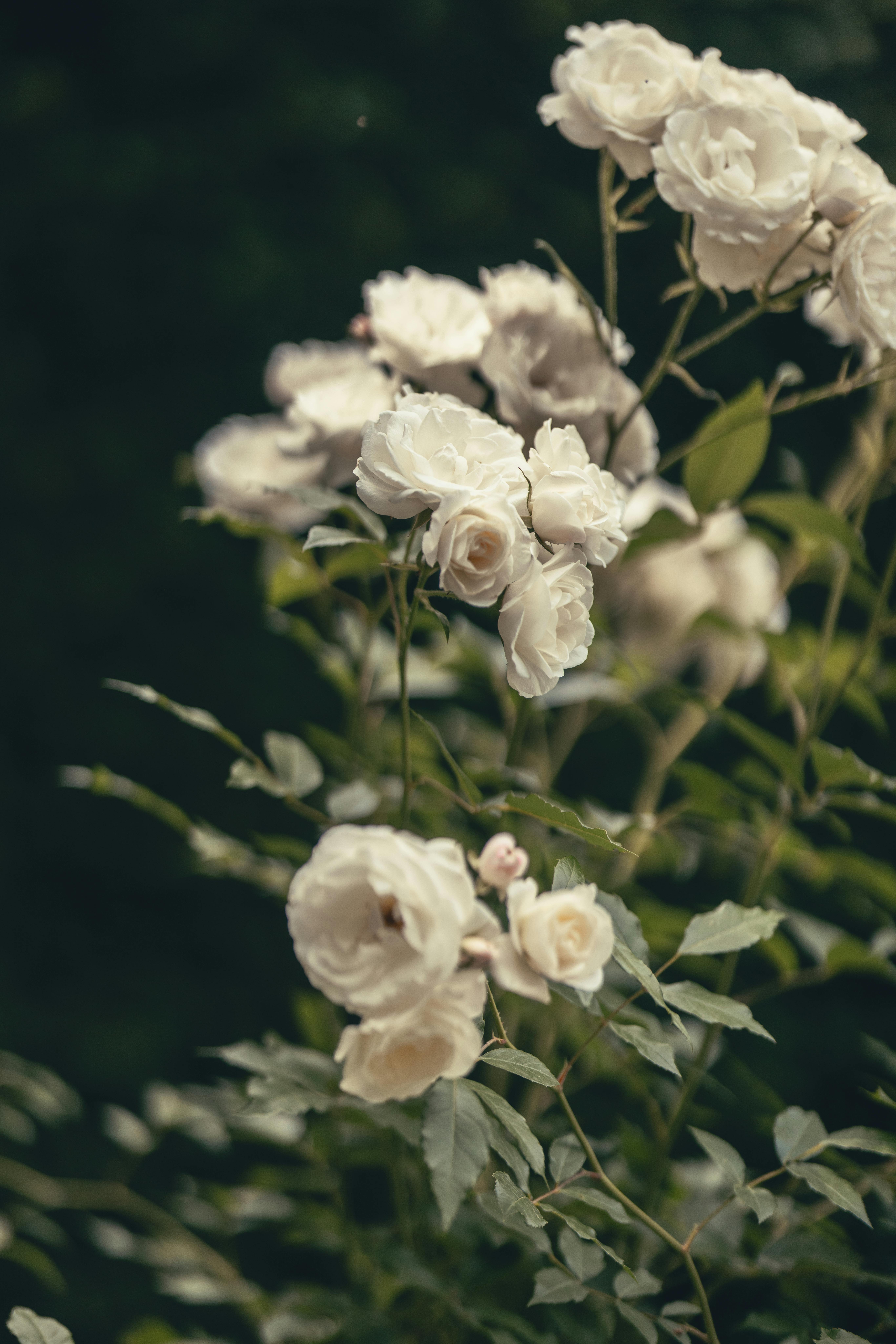 Roses on Bush · Free Stock Photo