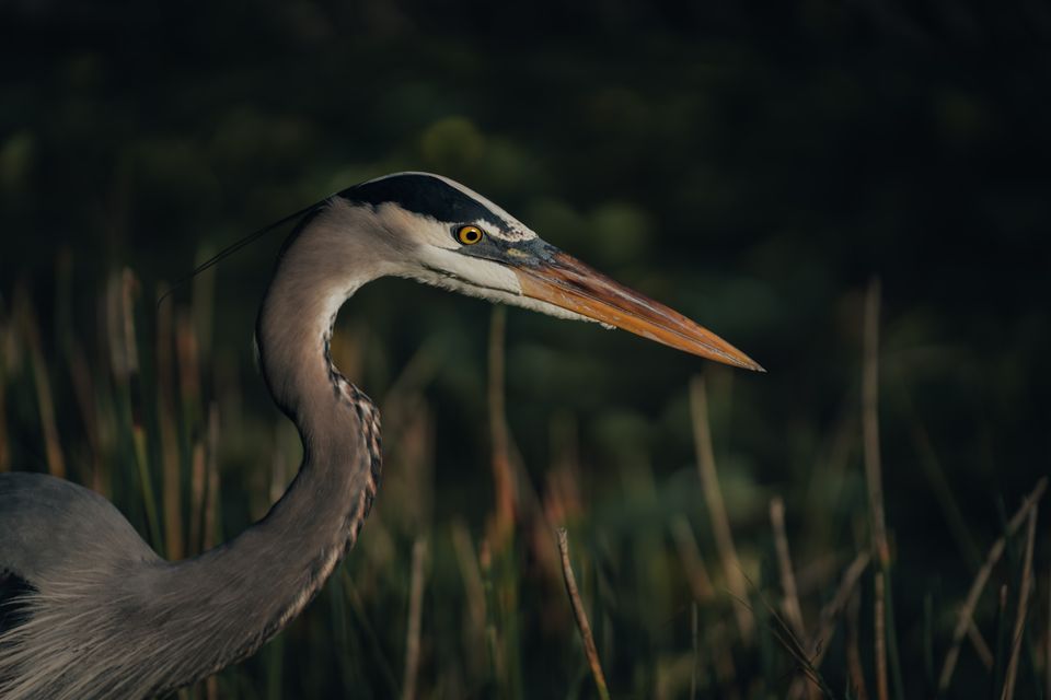 Wild Animal Suffering: Causes, Effects, and How to Help