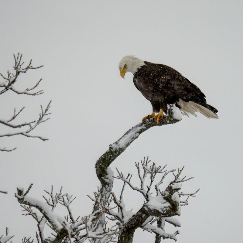 Winter Eagle Animals Desktop Wallpaper Photos, Download The BEST Free ...