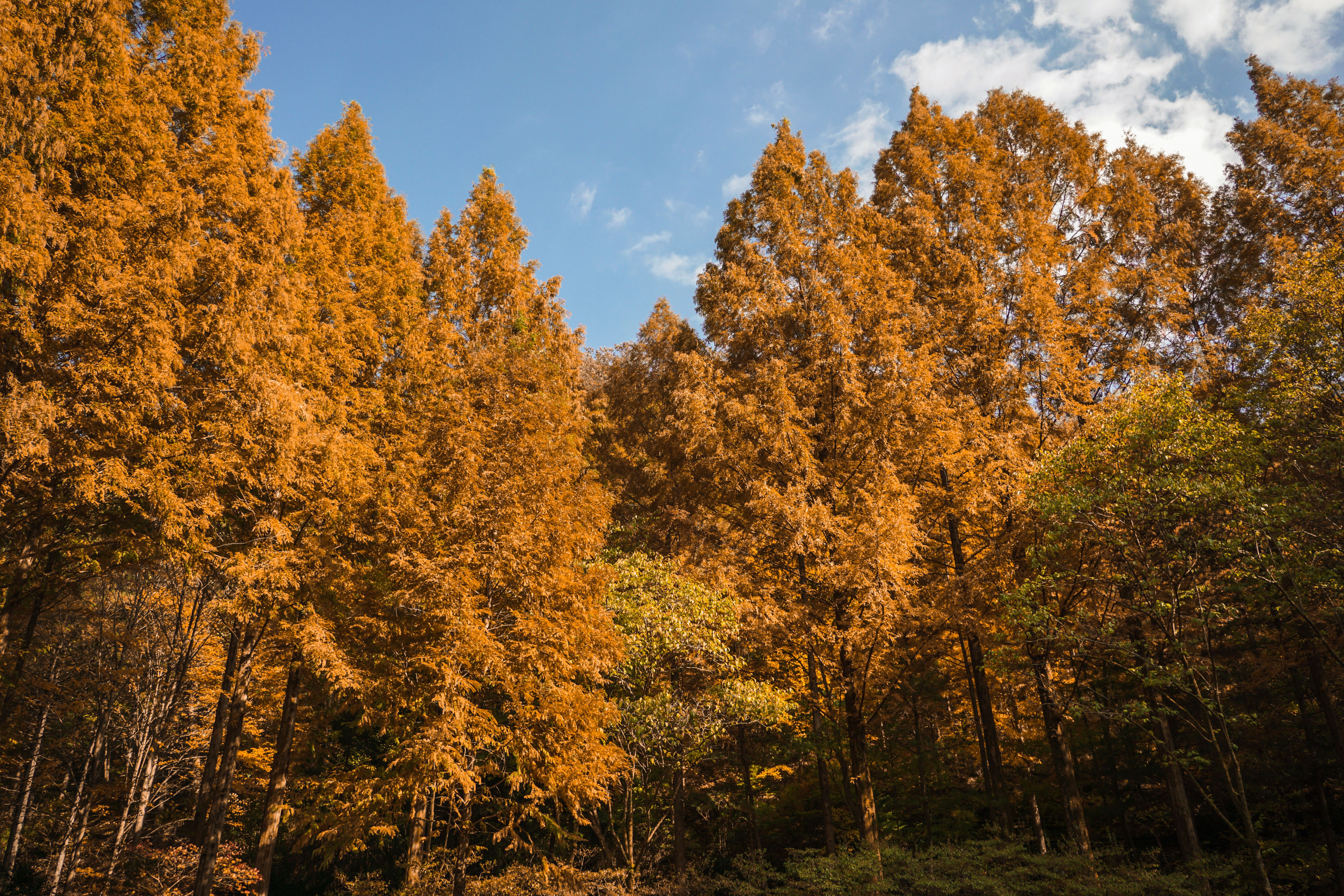 Brown Trees · Free Stock Photo