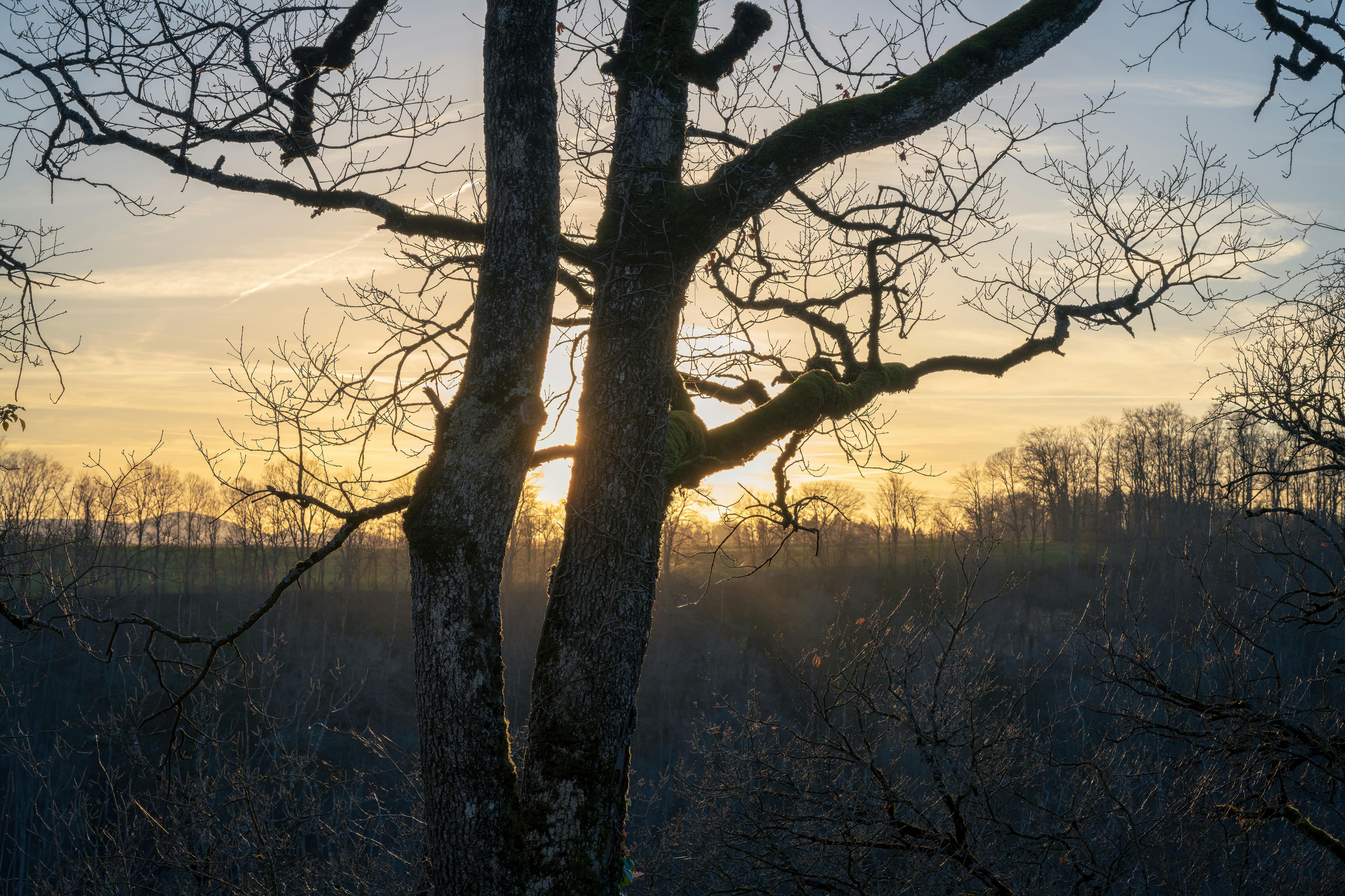 Photography of Tree · Free Stock Photo