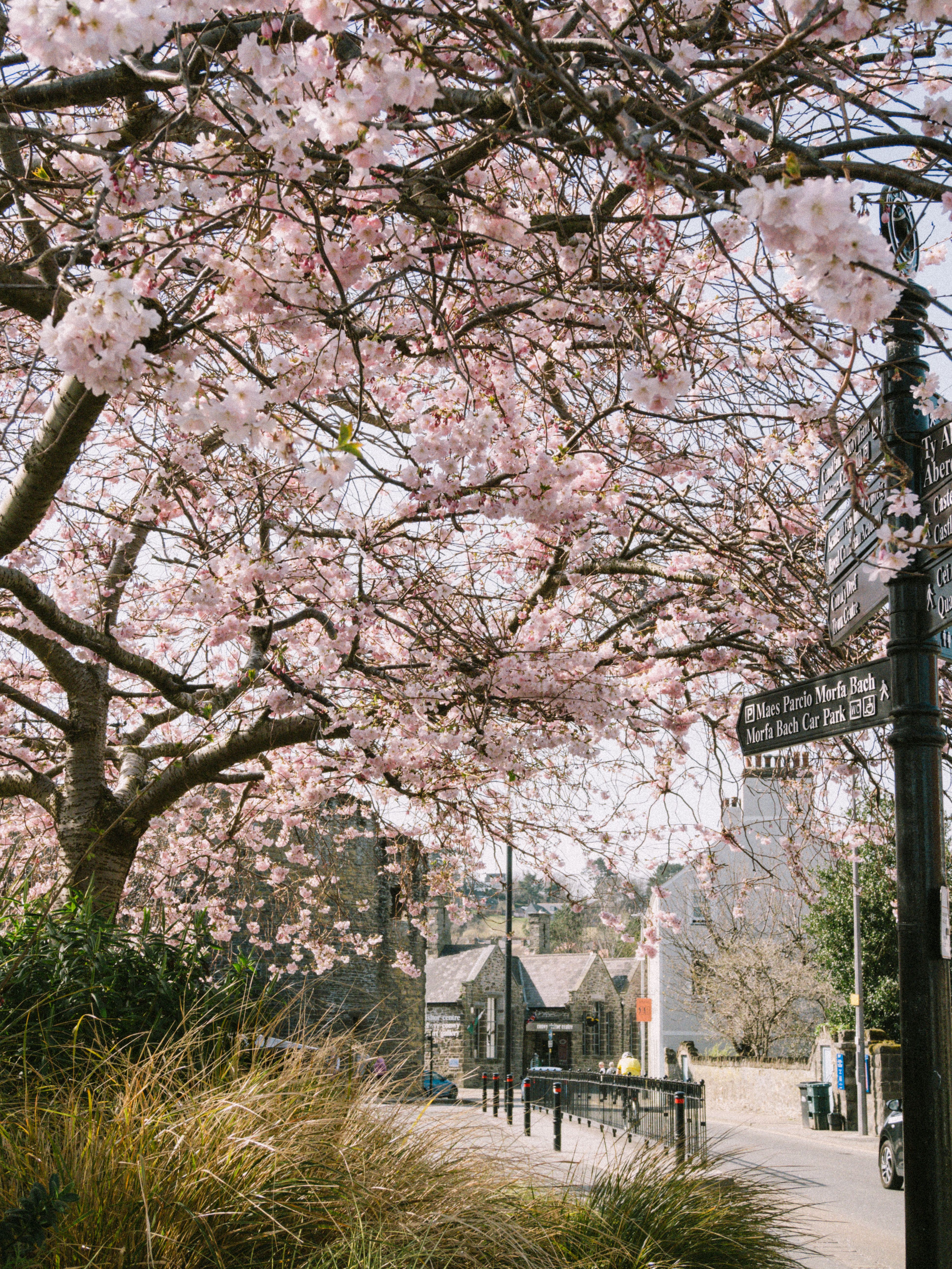 Cherry Trees near Street · Free Stock Photo