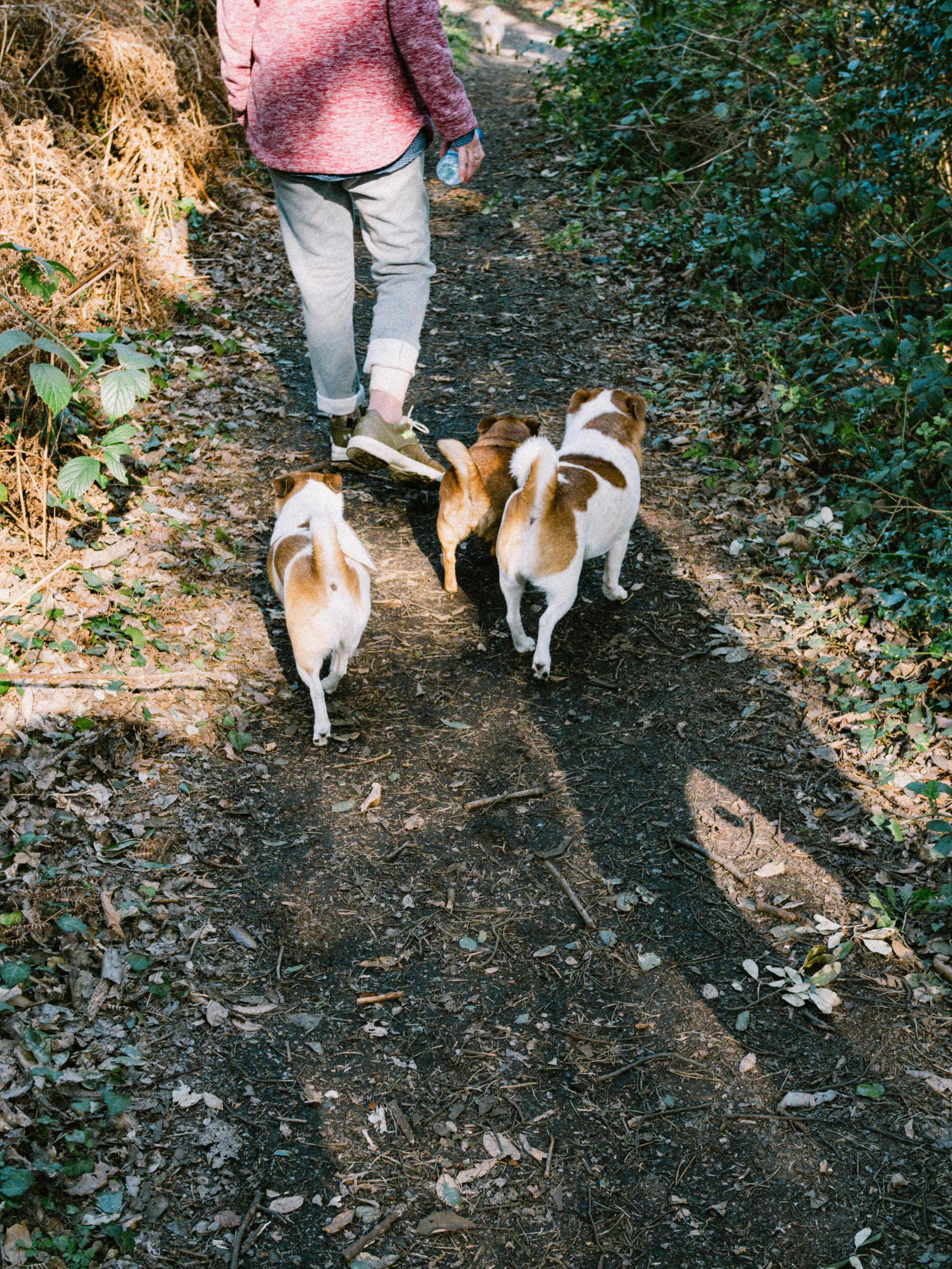 Person Walking Dogs on Footpath · Free Stock Photo