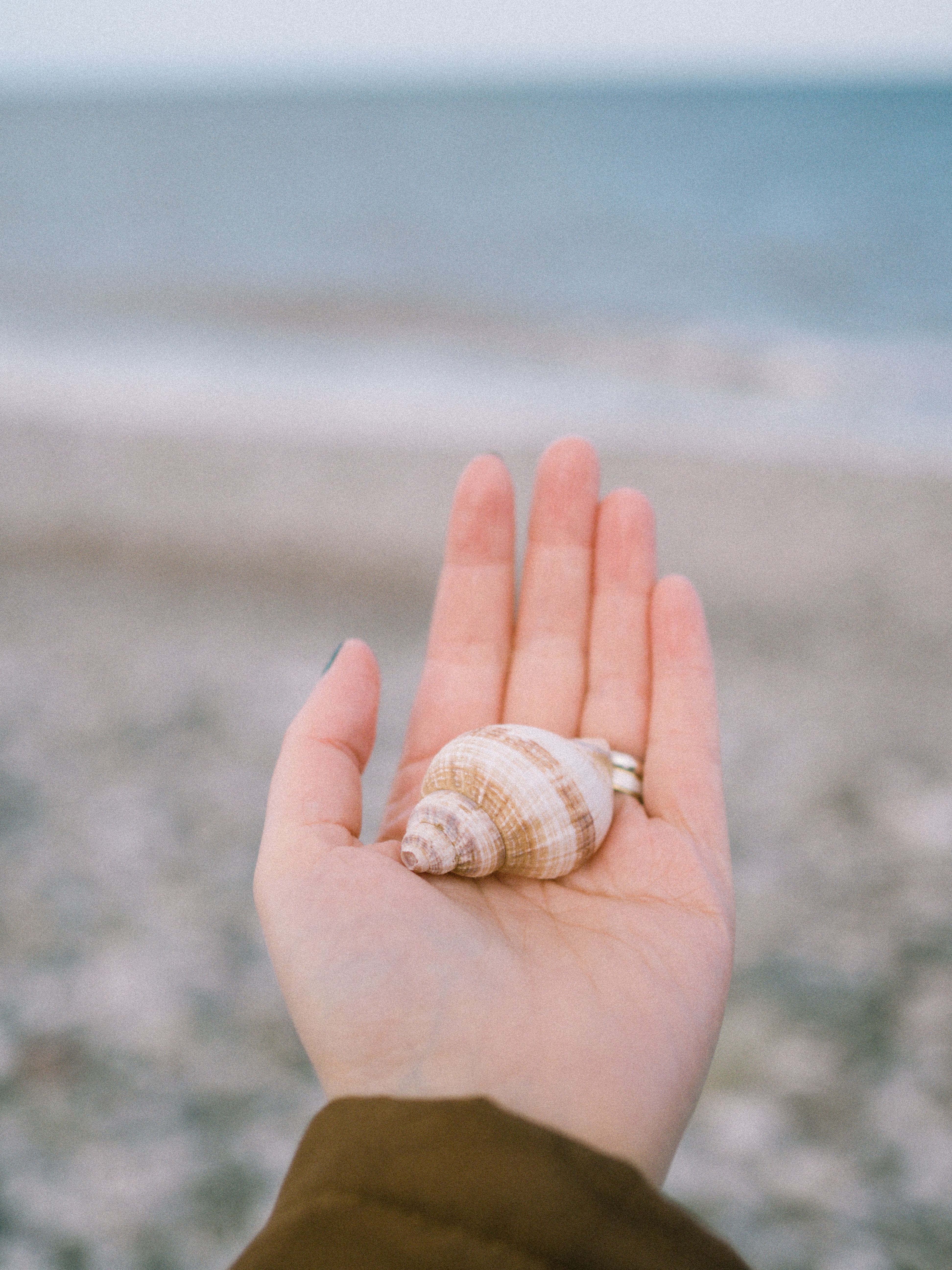 Woman Holding Seashell · Free Stock Photo