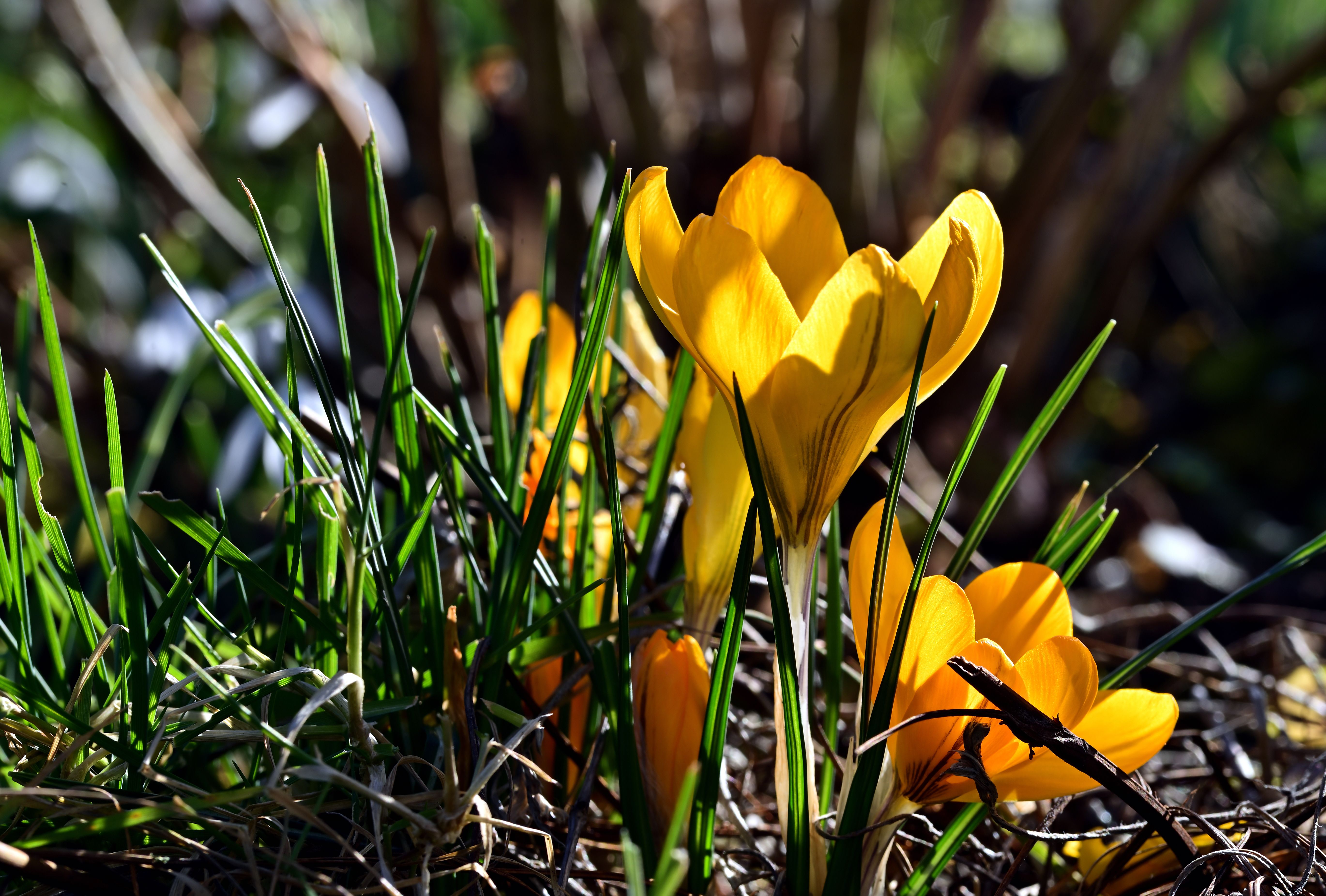 Close-up of Yellow Crocus · Free Stock Photo
