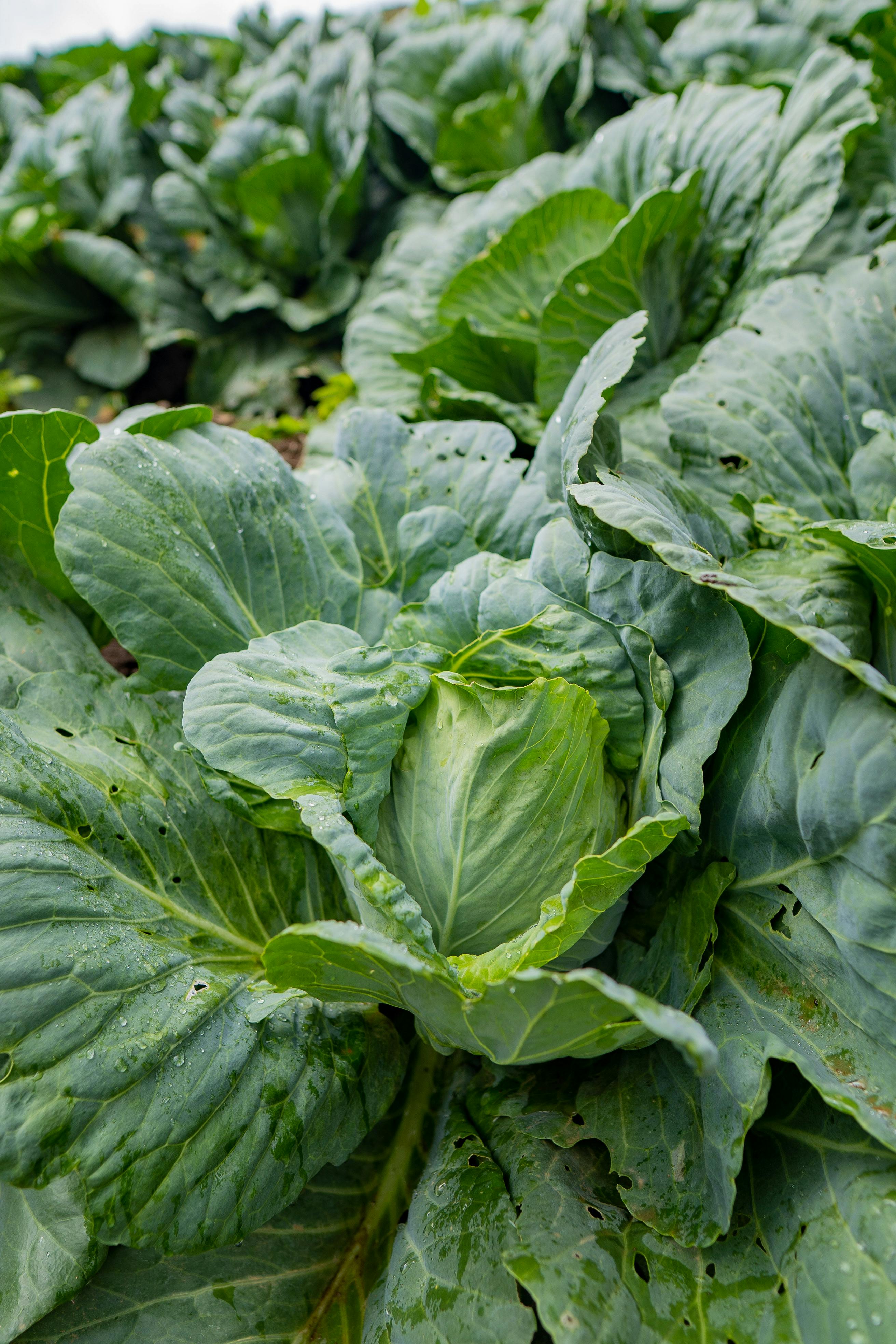 Close up of Cabbage · Free Stock Photo