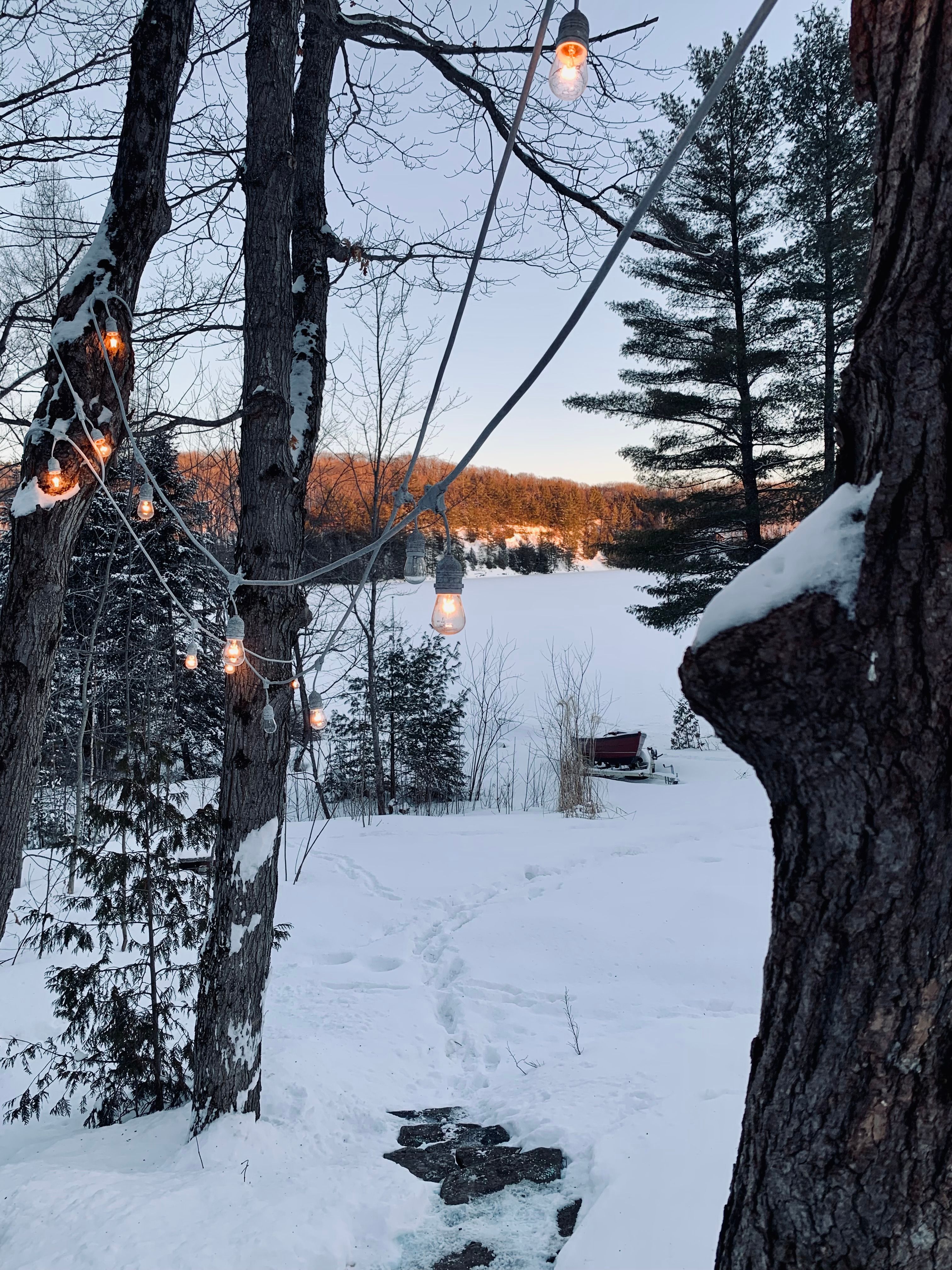 Light Bulbs Hanging on Trees · Free Stock Photo