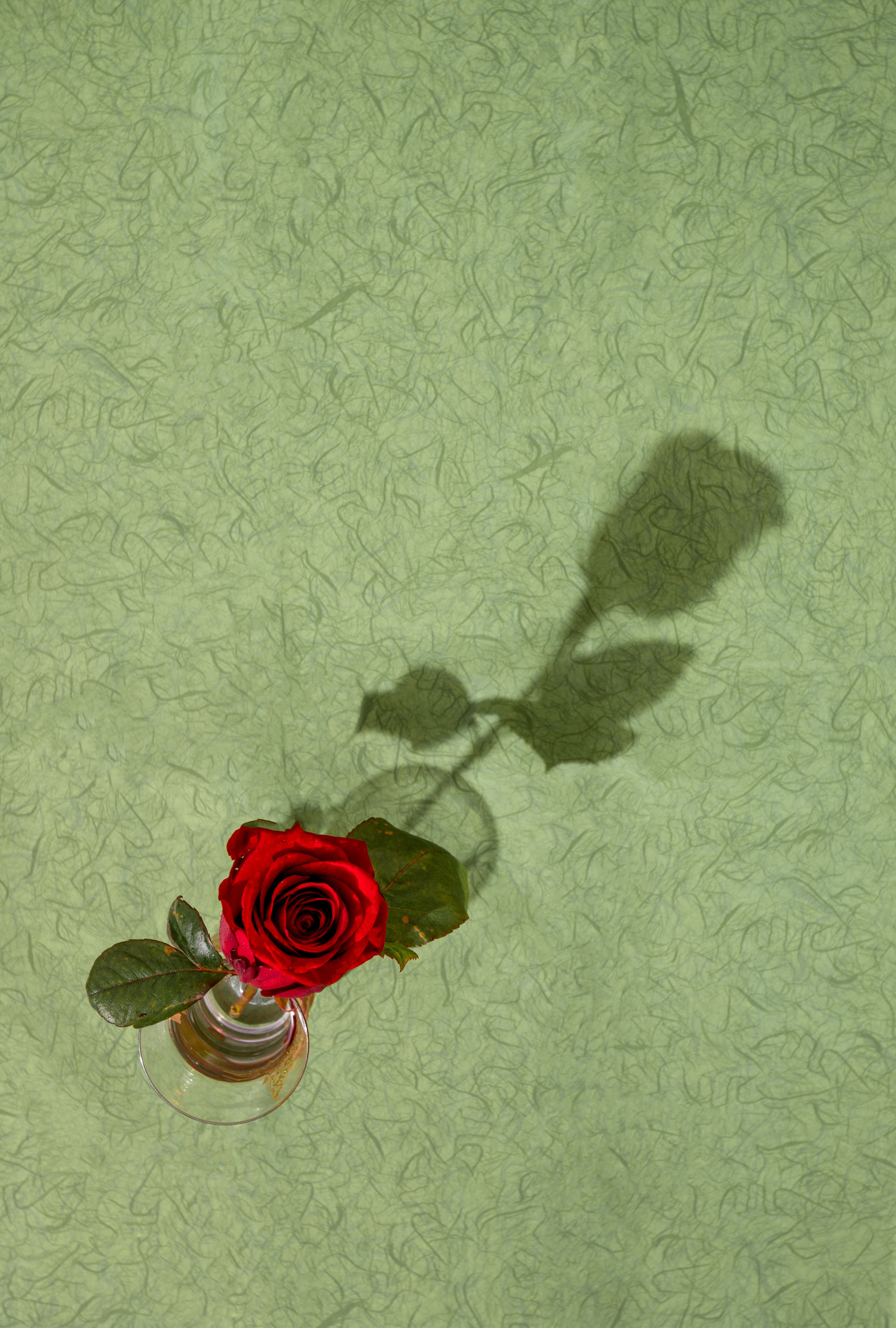 Single Red Rose Casting Shadow · Free Stock Photo