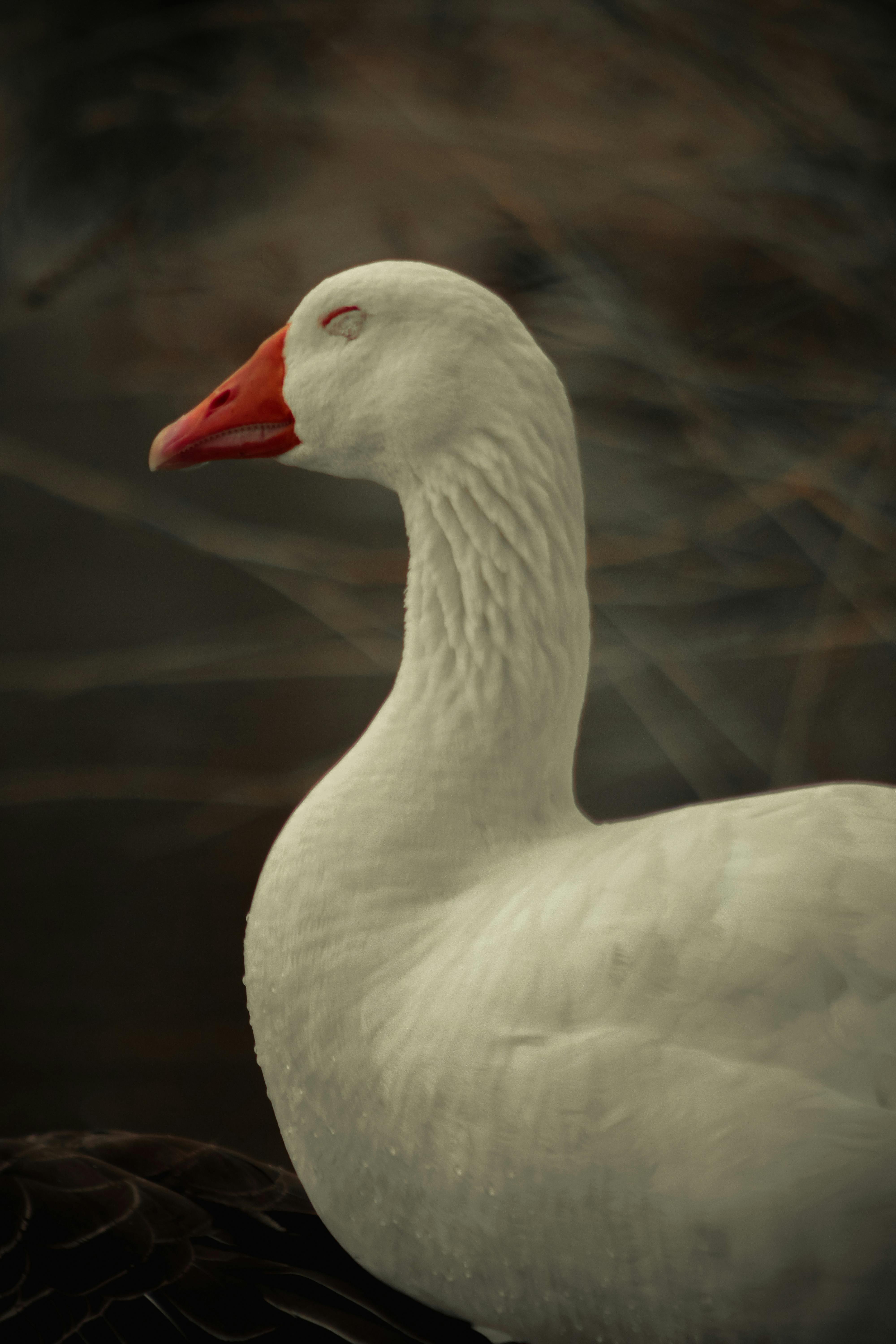 White Goose on Snow Covered Ground at Daytime · Free Stock Photo