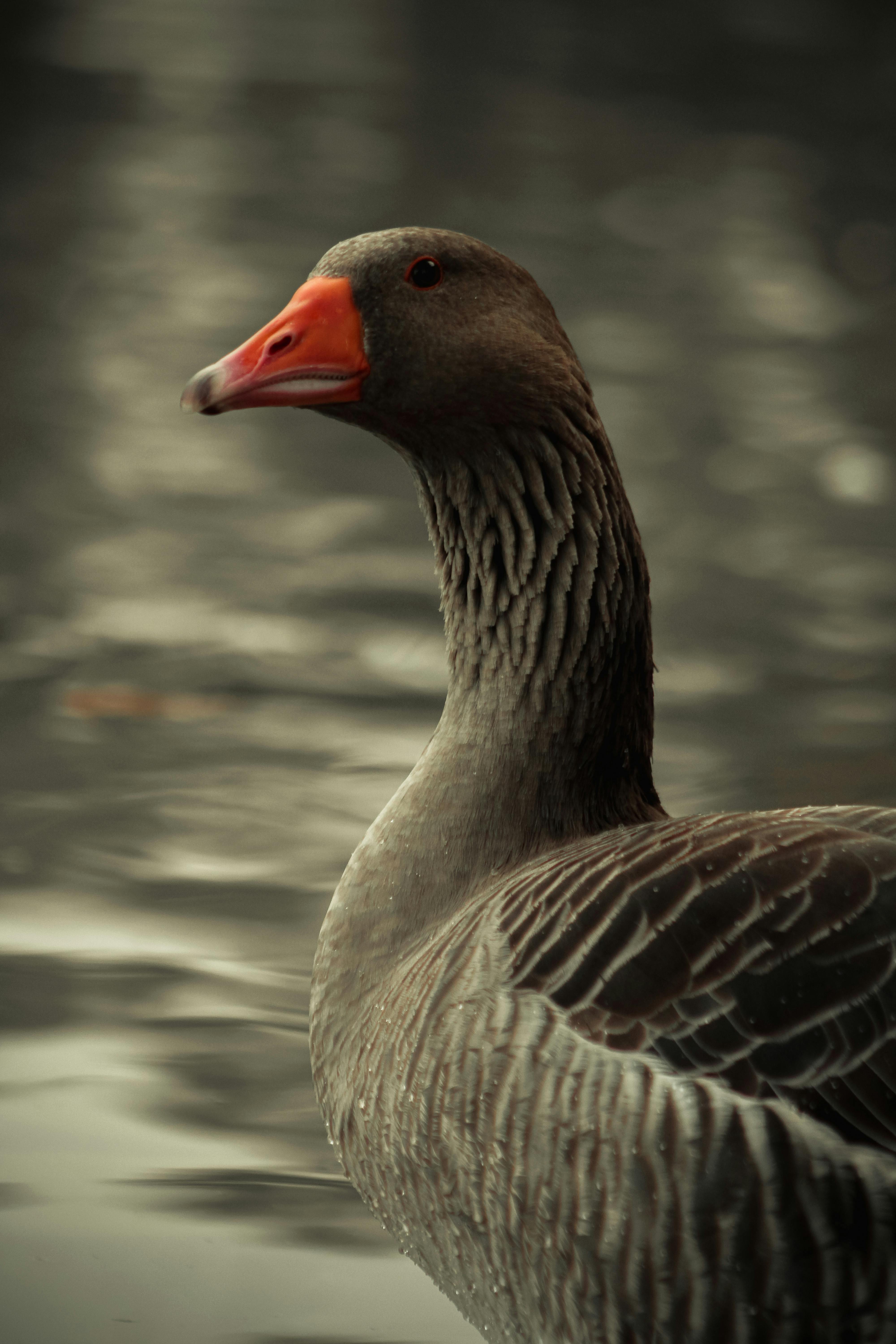 Close-up of a Goose Flying above Water · Free Stock Photo