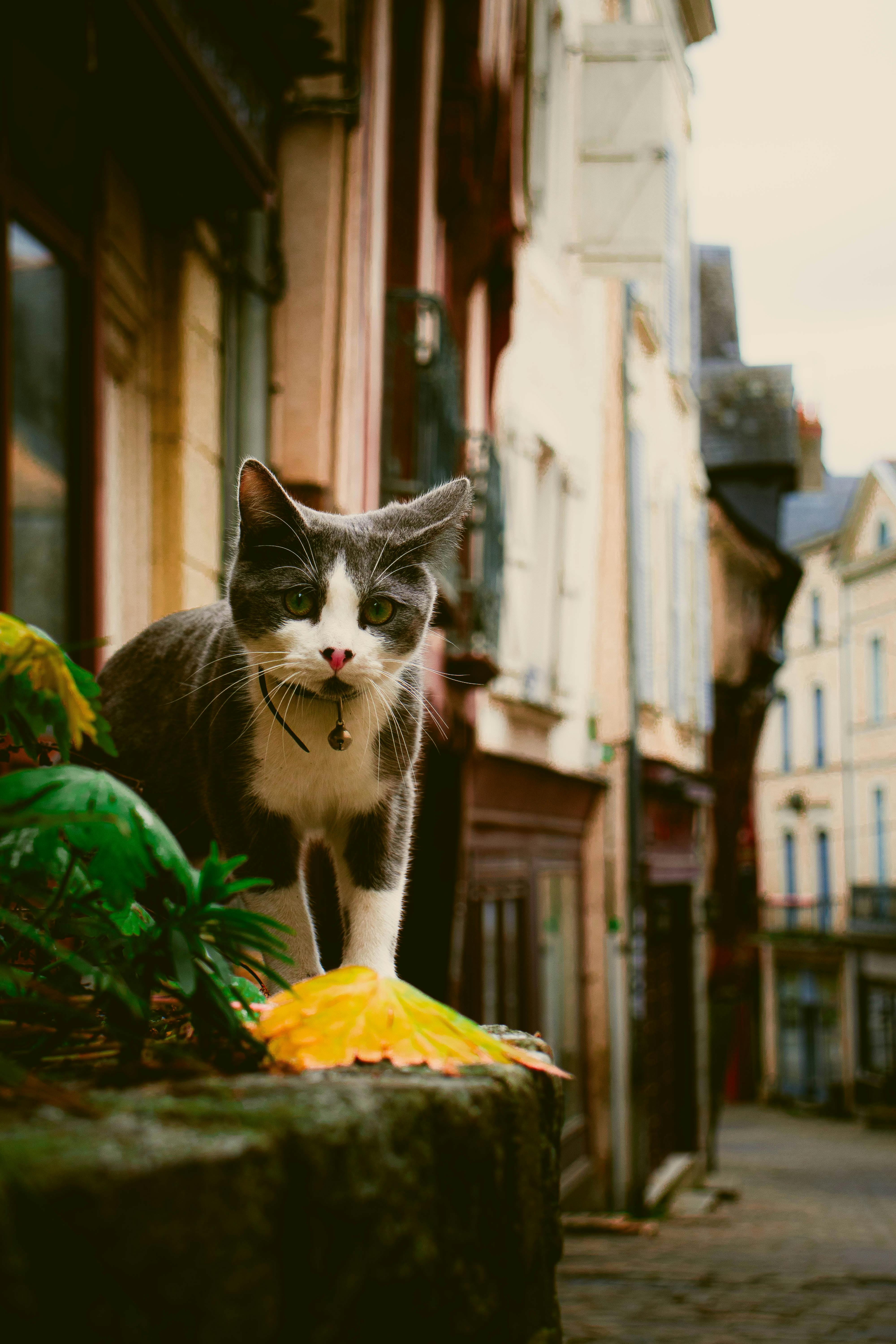 Adorable Cat in City · Free Stock Photo