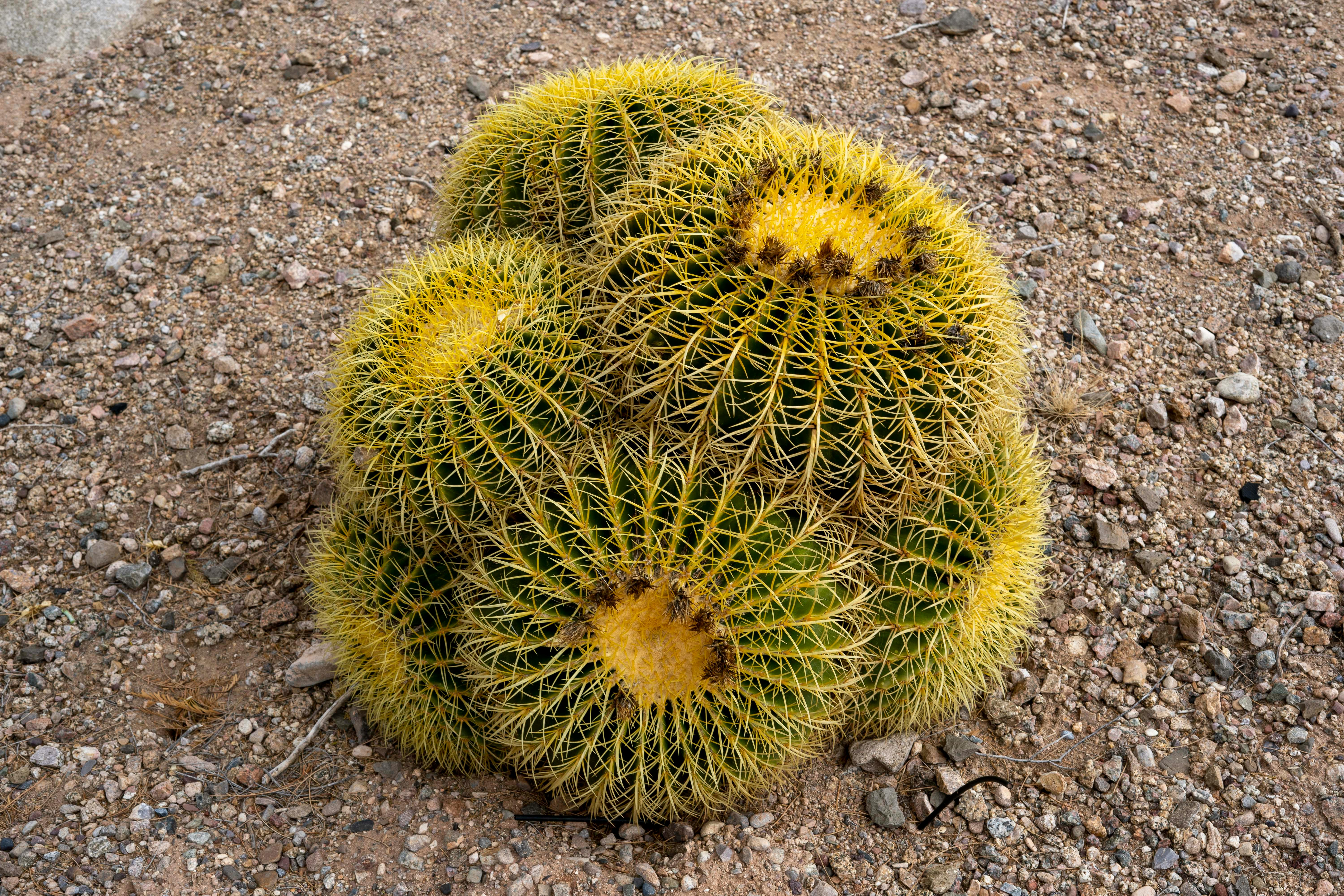 Two Green Cactus Plants at Daytime · Free Stock Photo