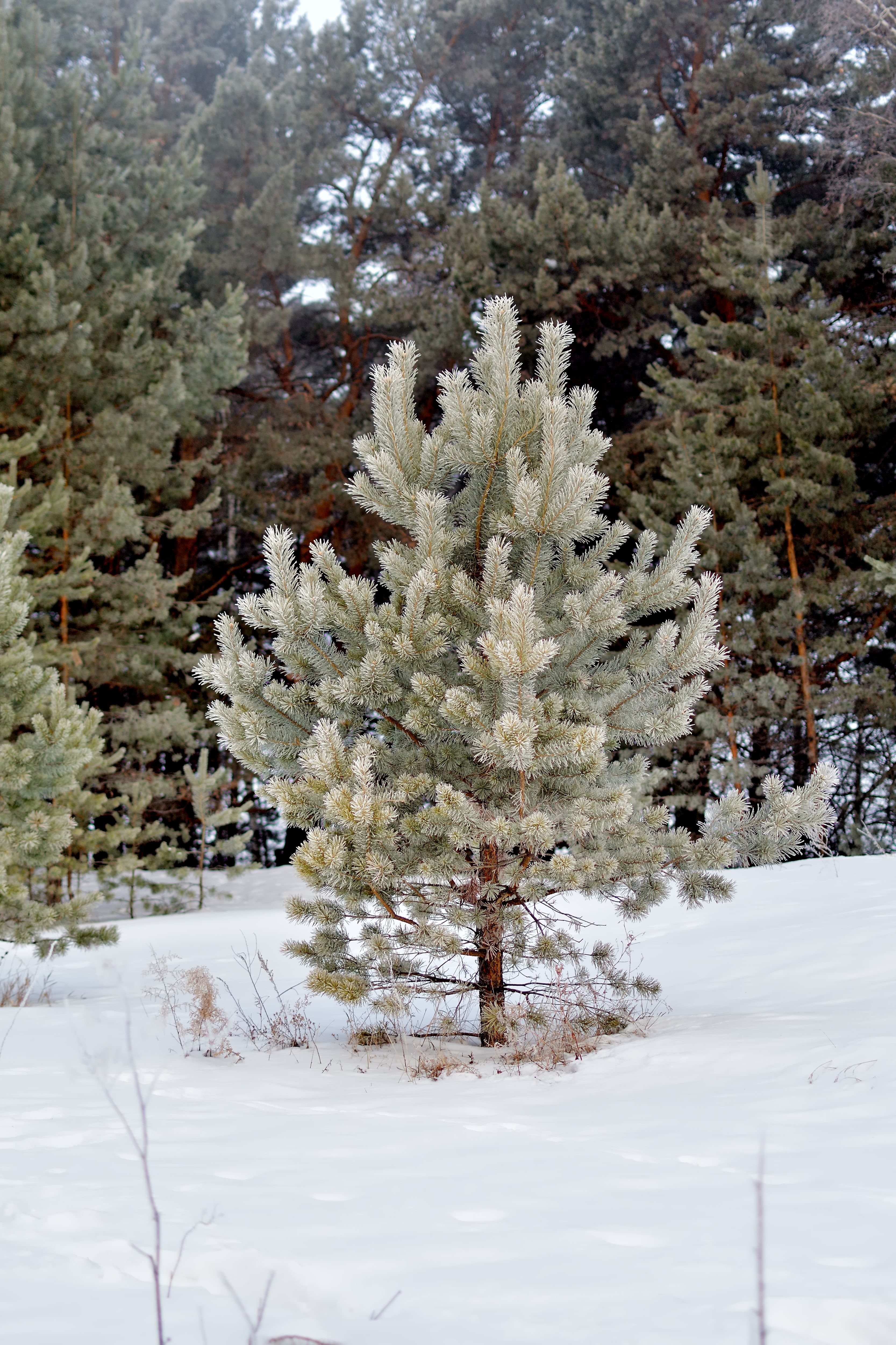 A Natural Light Cast on Snow Covered Ground · Free Stock Photo