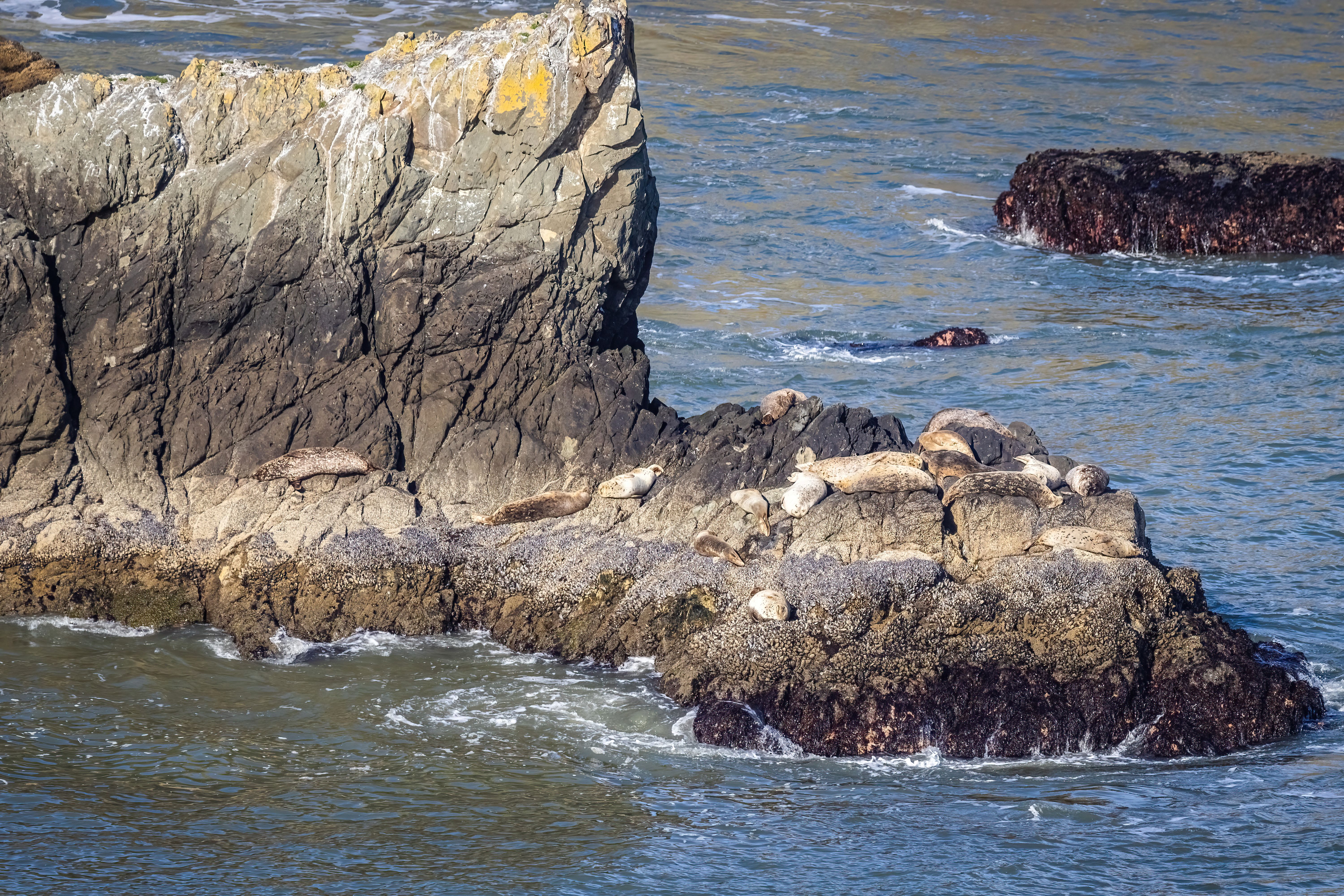 Seals on Rock on Shore · Free Stock Photo