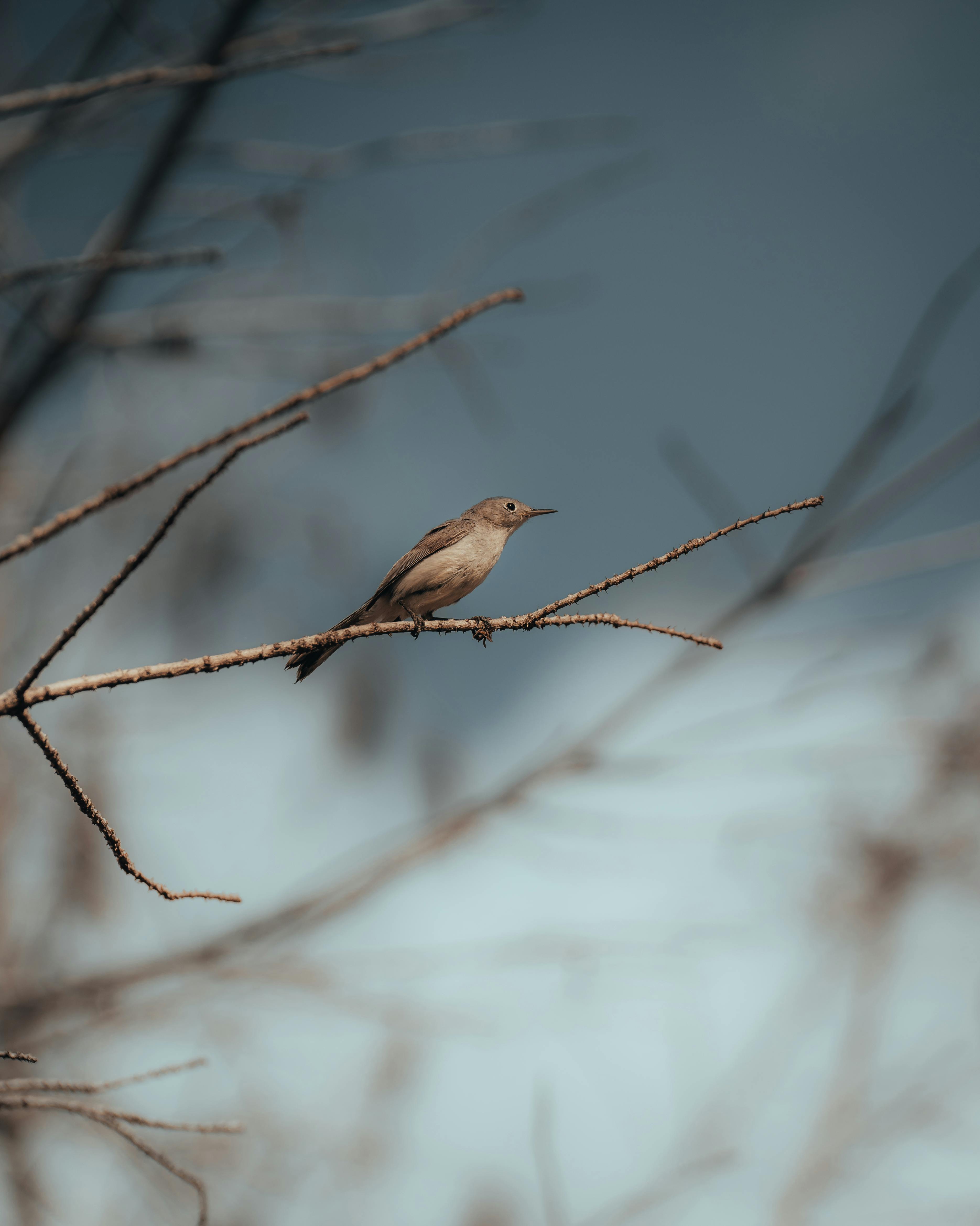 Flight Of Black Bird Above Tree · Free Stock Photo