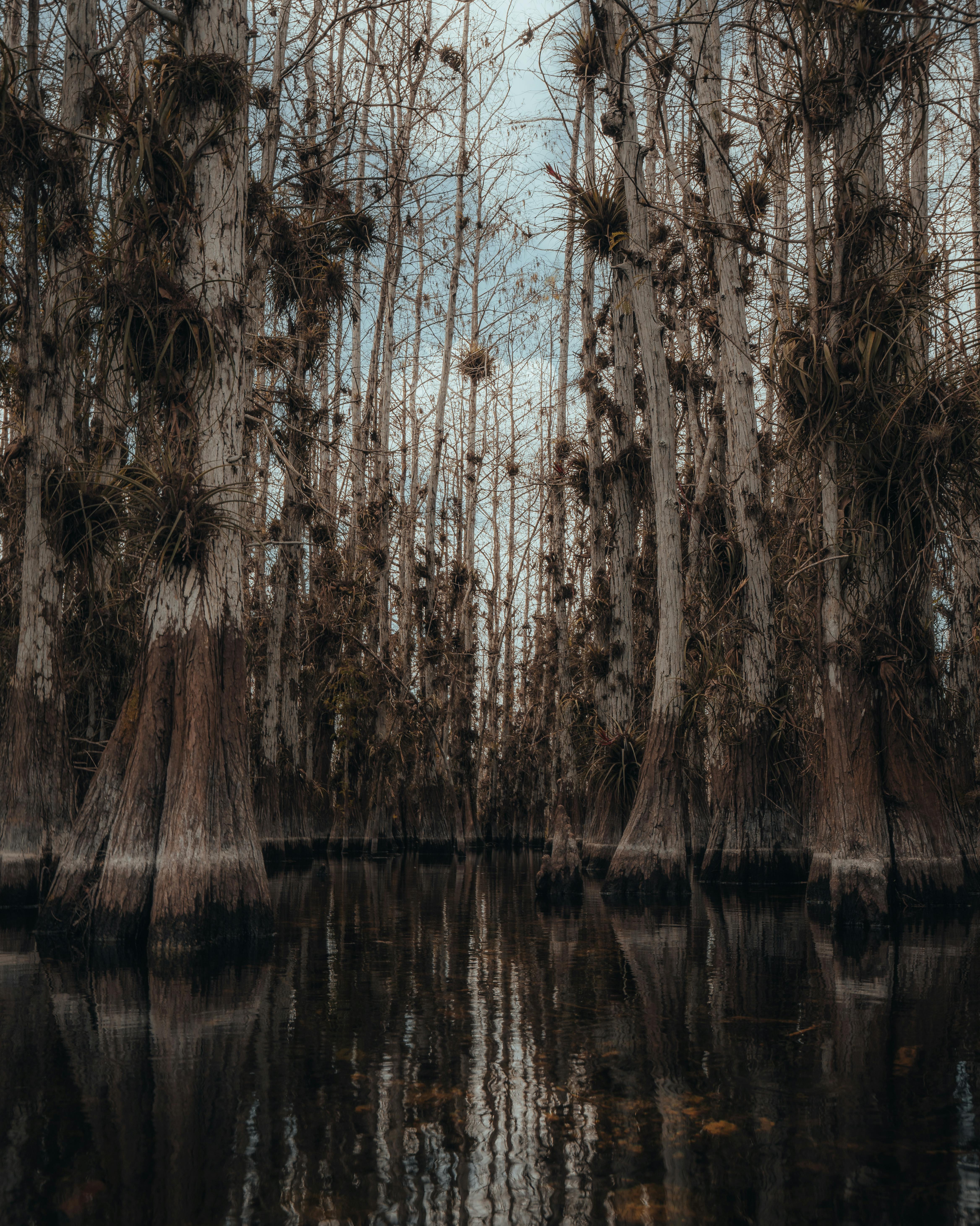 Swamp Background Photos, Download The BEST Free Swamp Background Stock ...
