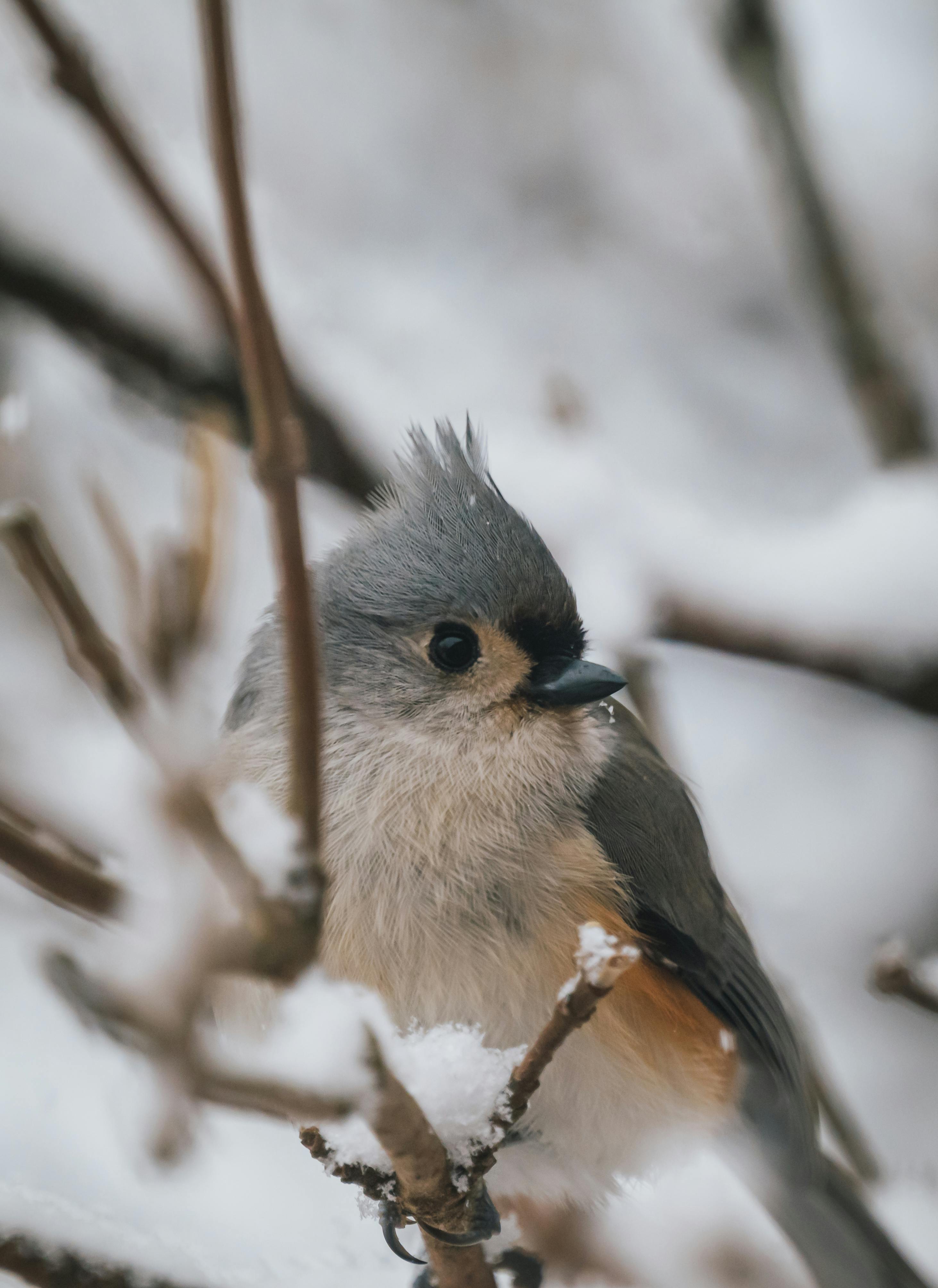 Bird Sitting on Branch · Free Stock Photo