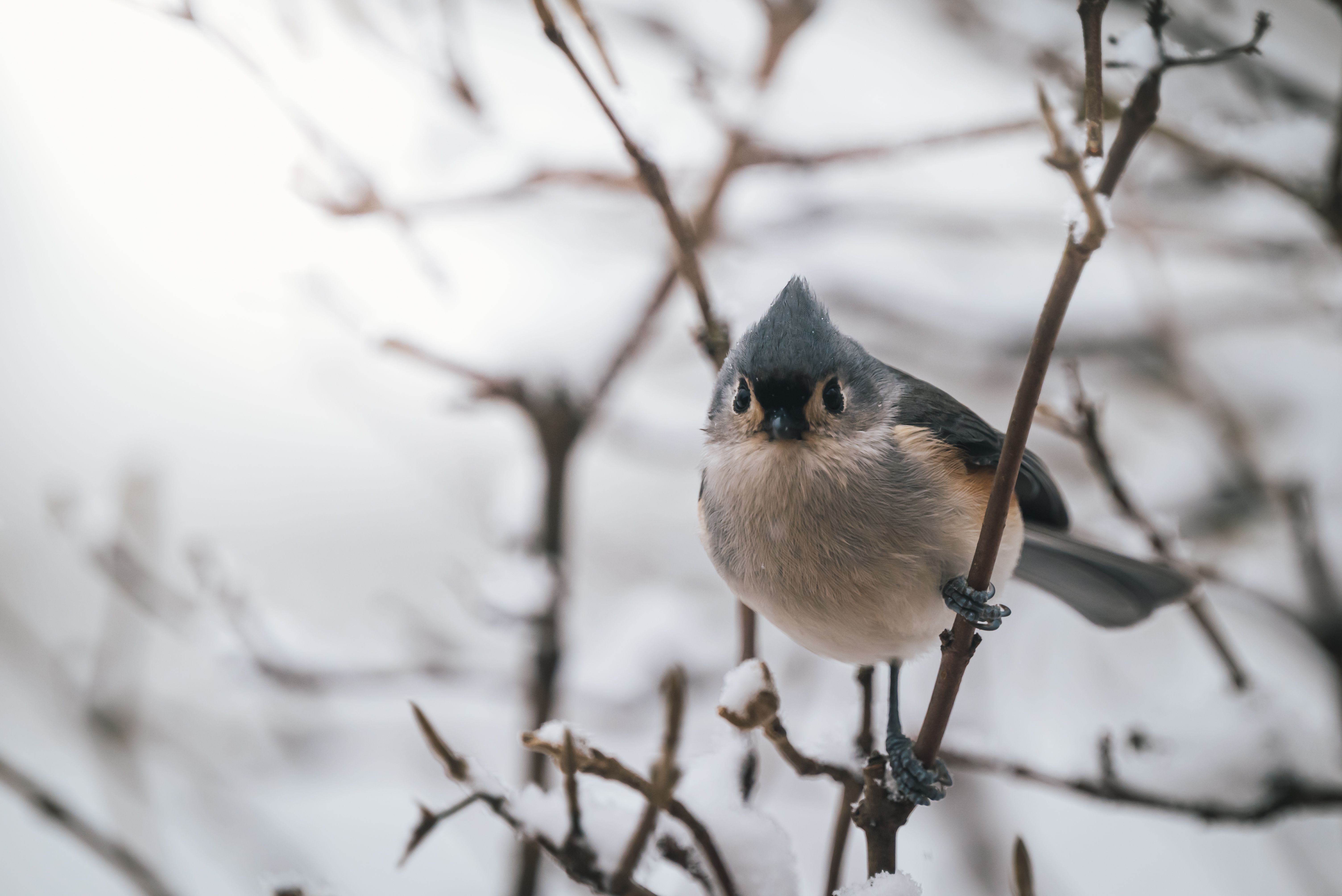 Tufted Titmouse Photos, Download The BEST Free Tufted Titmouse Stock ...