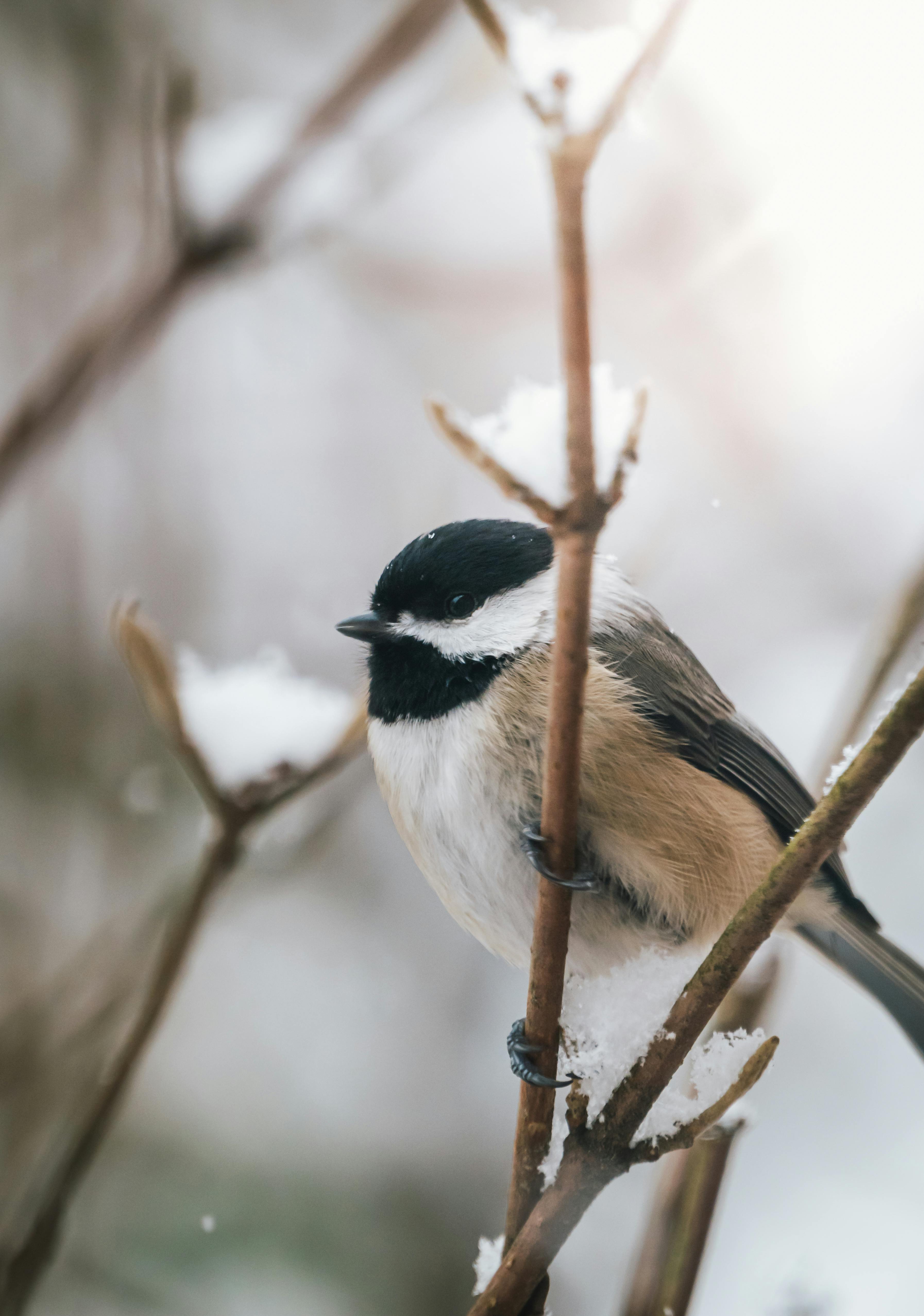 Bird Sitting on Branch · Free Stock Photo