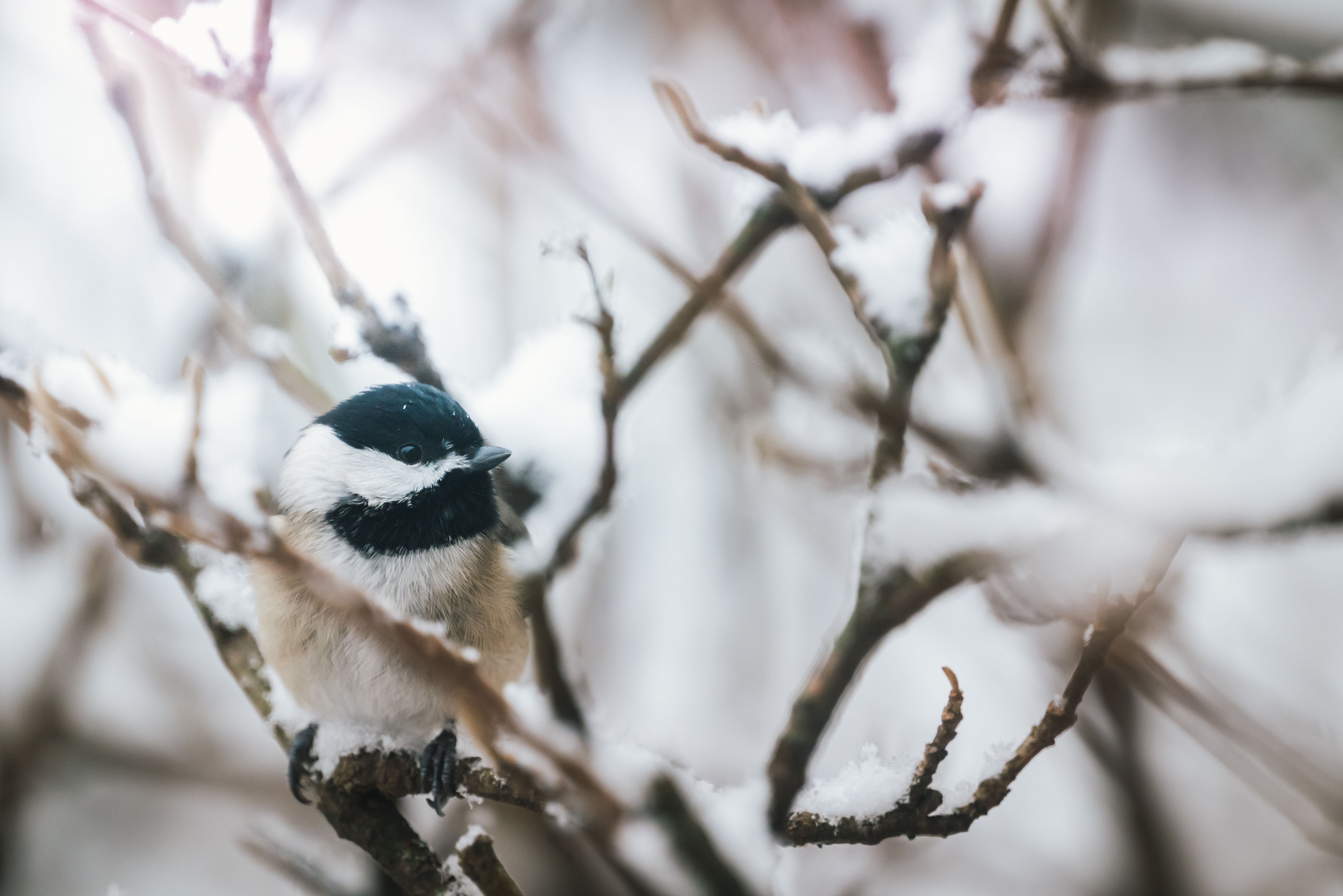 Winter Chickadee Wallpaper