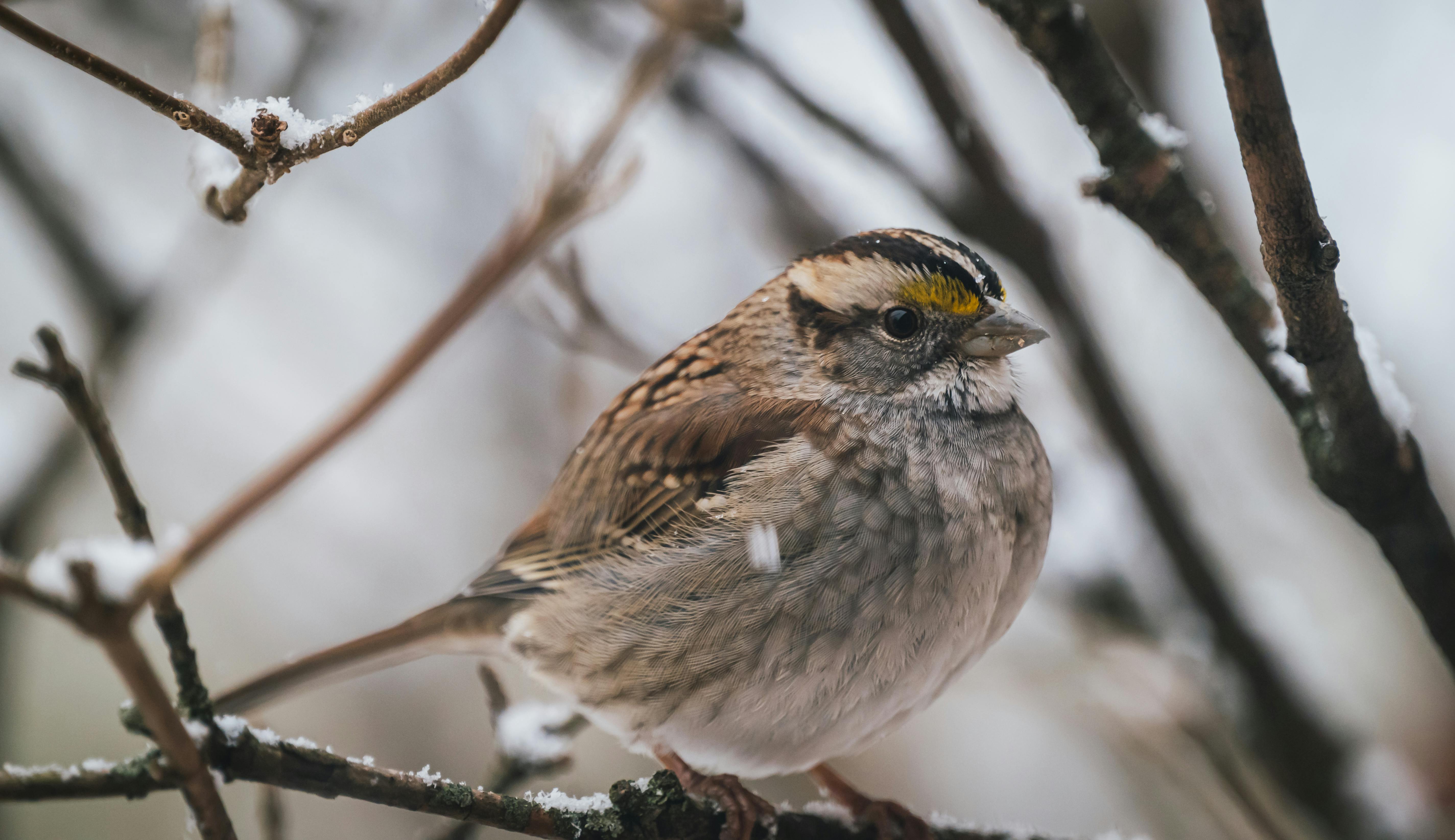 Bird Sitting on Branch · Free Stock Photo