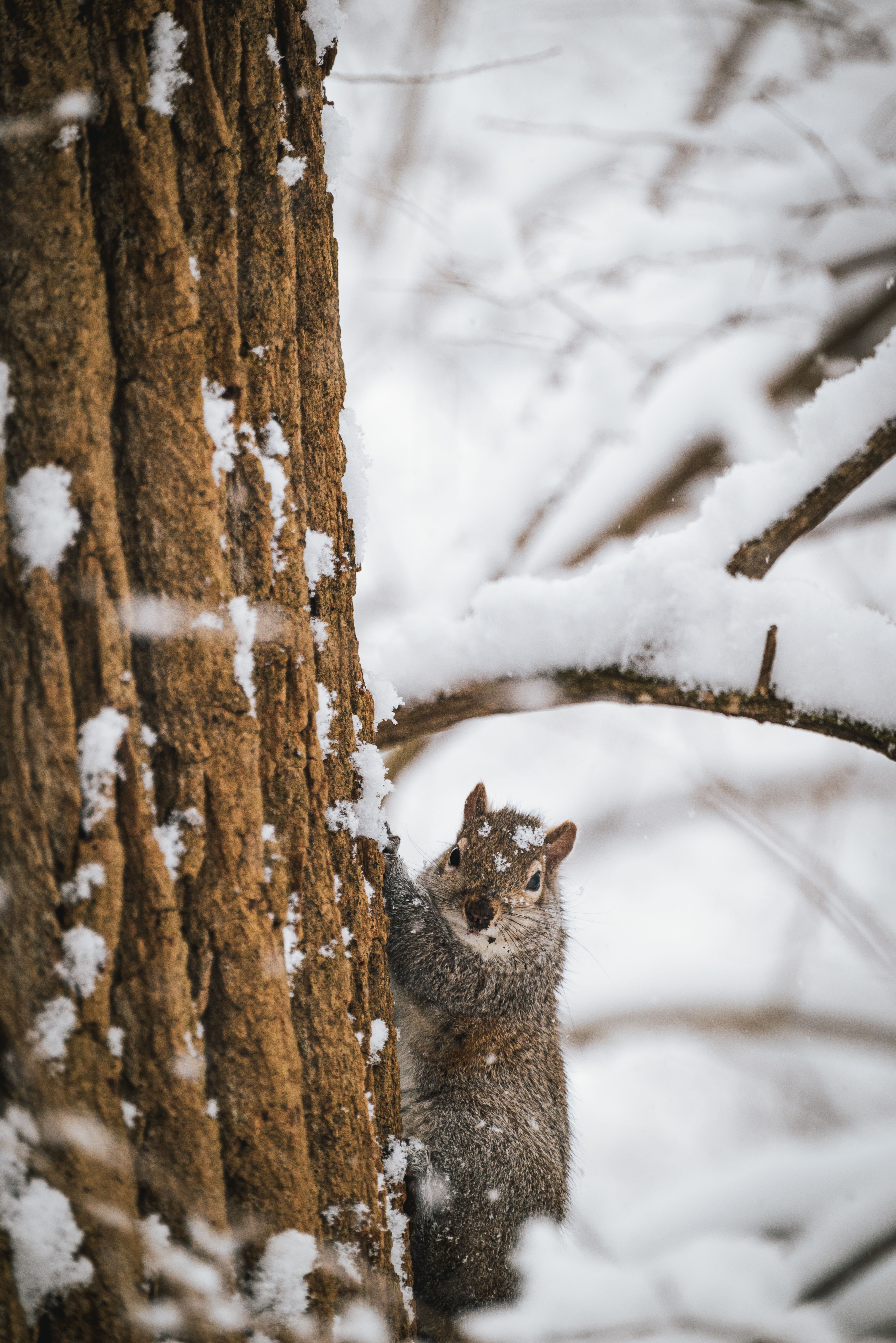 Close-up of a Squirrel on a Tree in Winter · Free Stock Photo