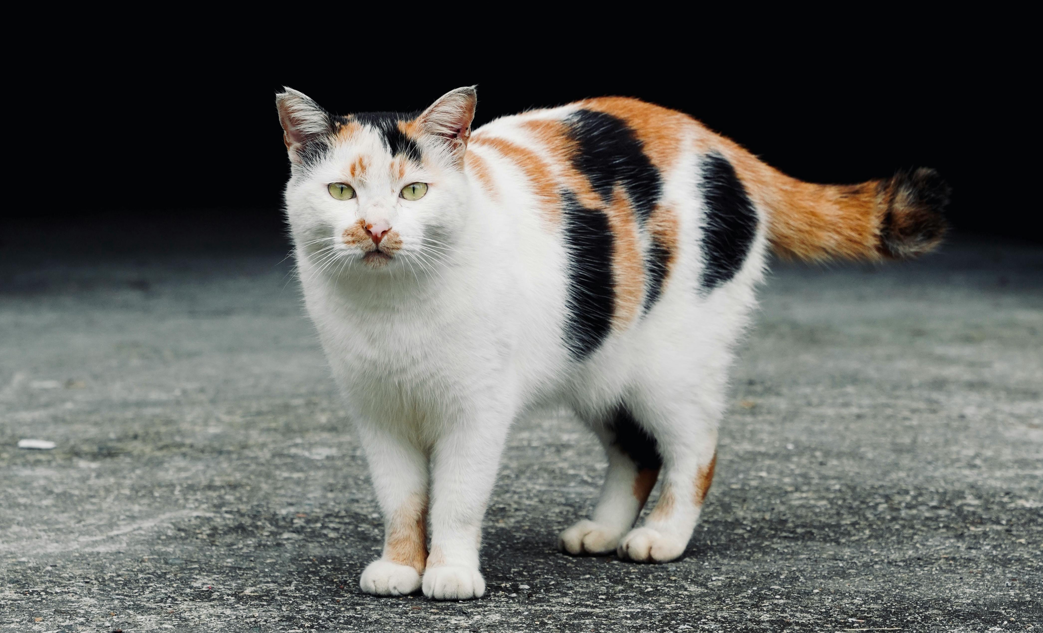 Downy Furry Cat · Free Stock Photo