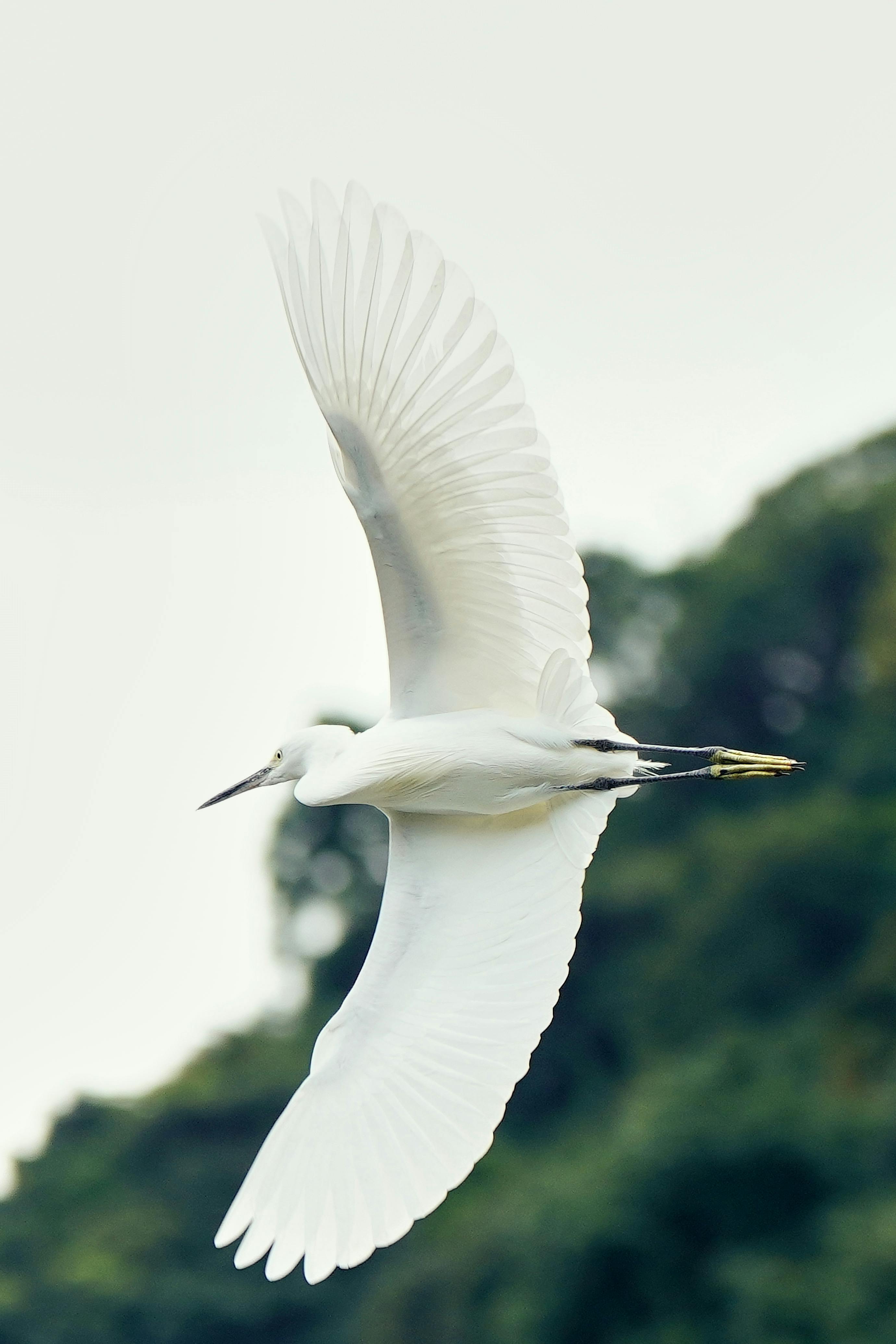 Close-up of a Bird in Flight · Free Stock Photo