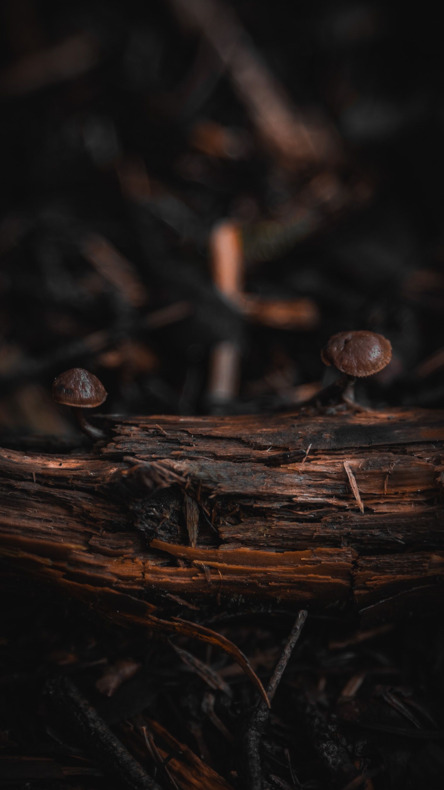 Mud Log Photos Download The Best Free Mud Log Stock Photos Hd Images