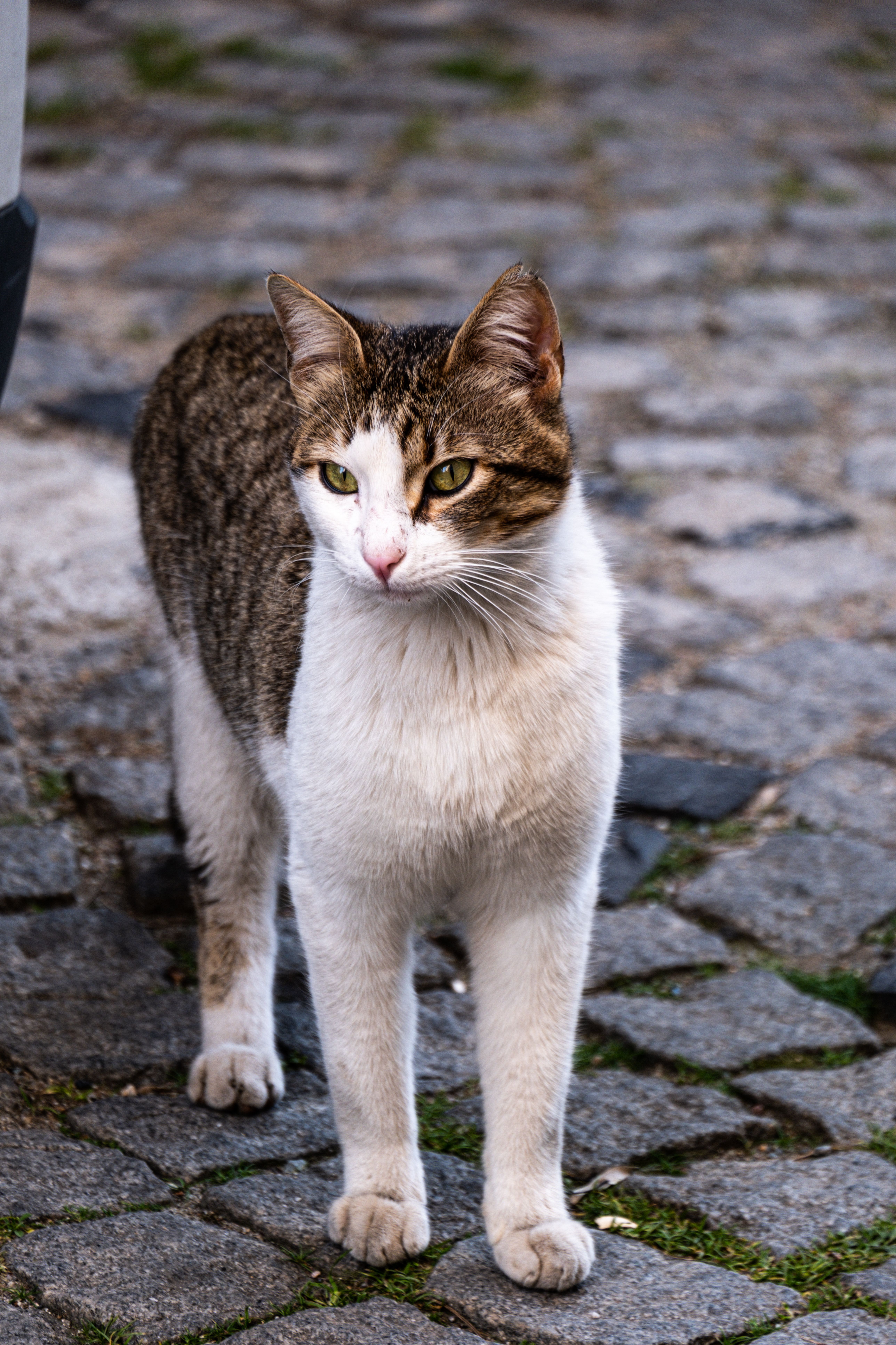 Cat Standing on Paving Street · Free Stock Photo