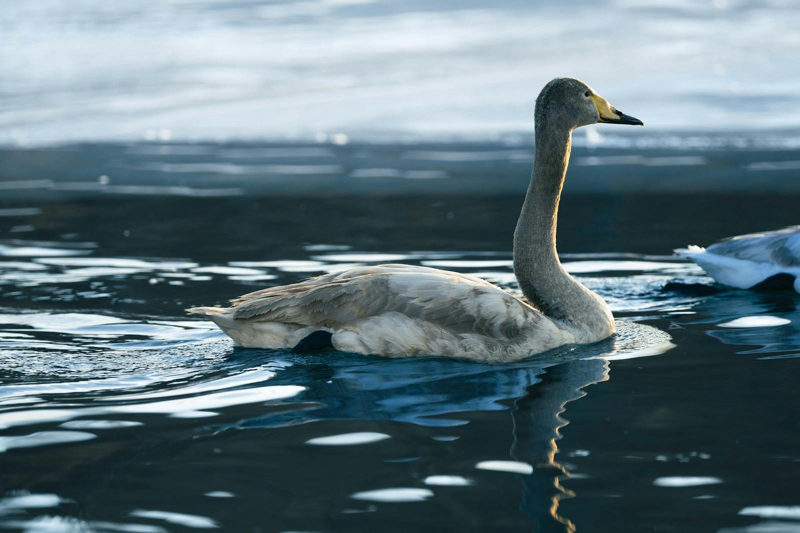 Swan Lake Photos, Download The BEST Free Swan Lake Stock Photos & HD Images