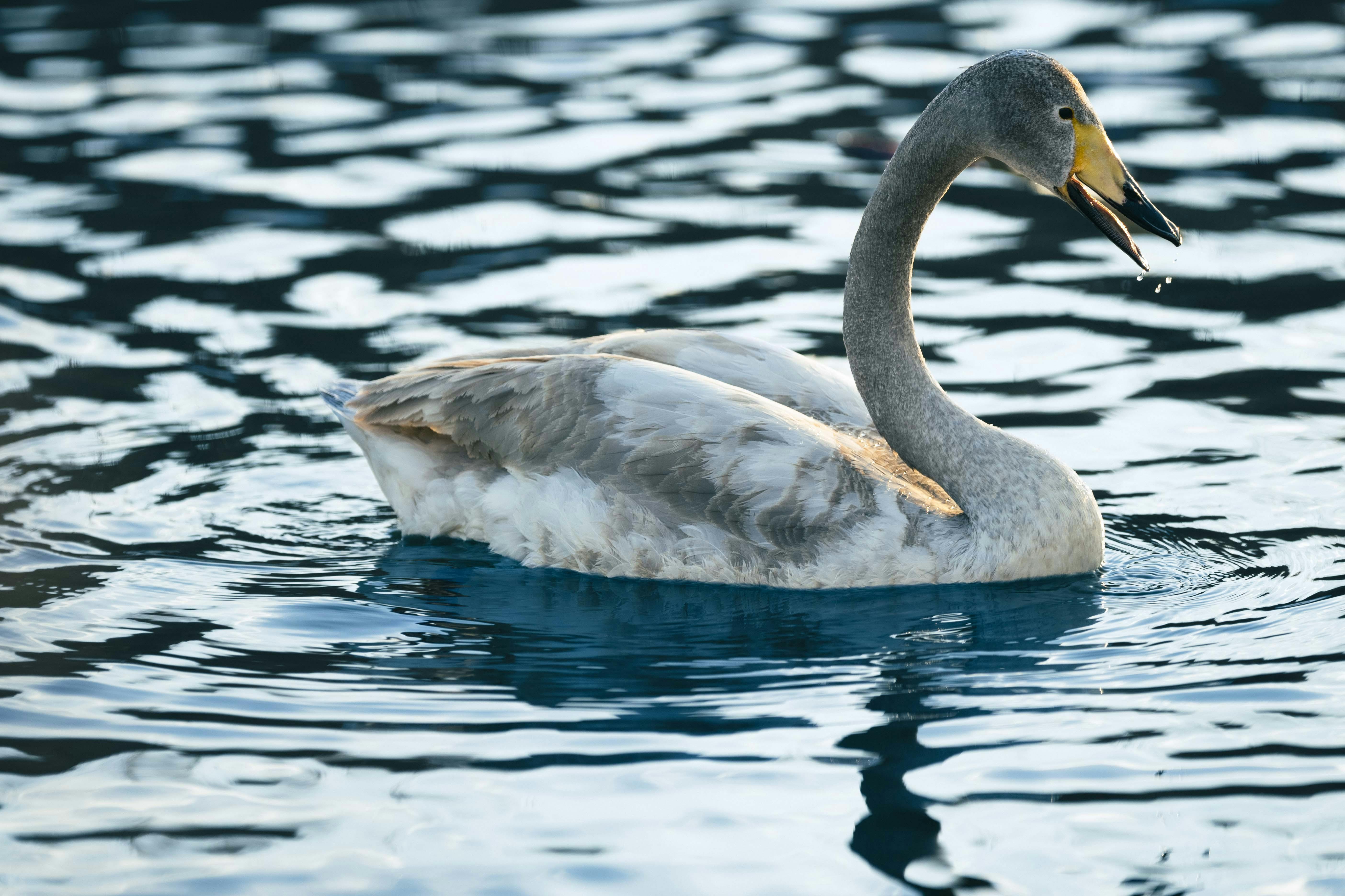 Bird Swimming on Water · Free Stock Photo