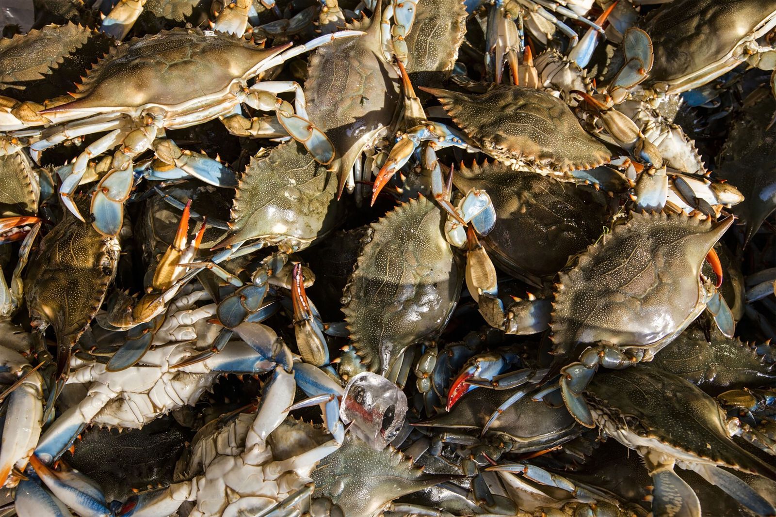 Blue Crab Photos, Download The BEST Free Blue Crab Stock Photos & HD Images