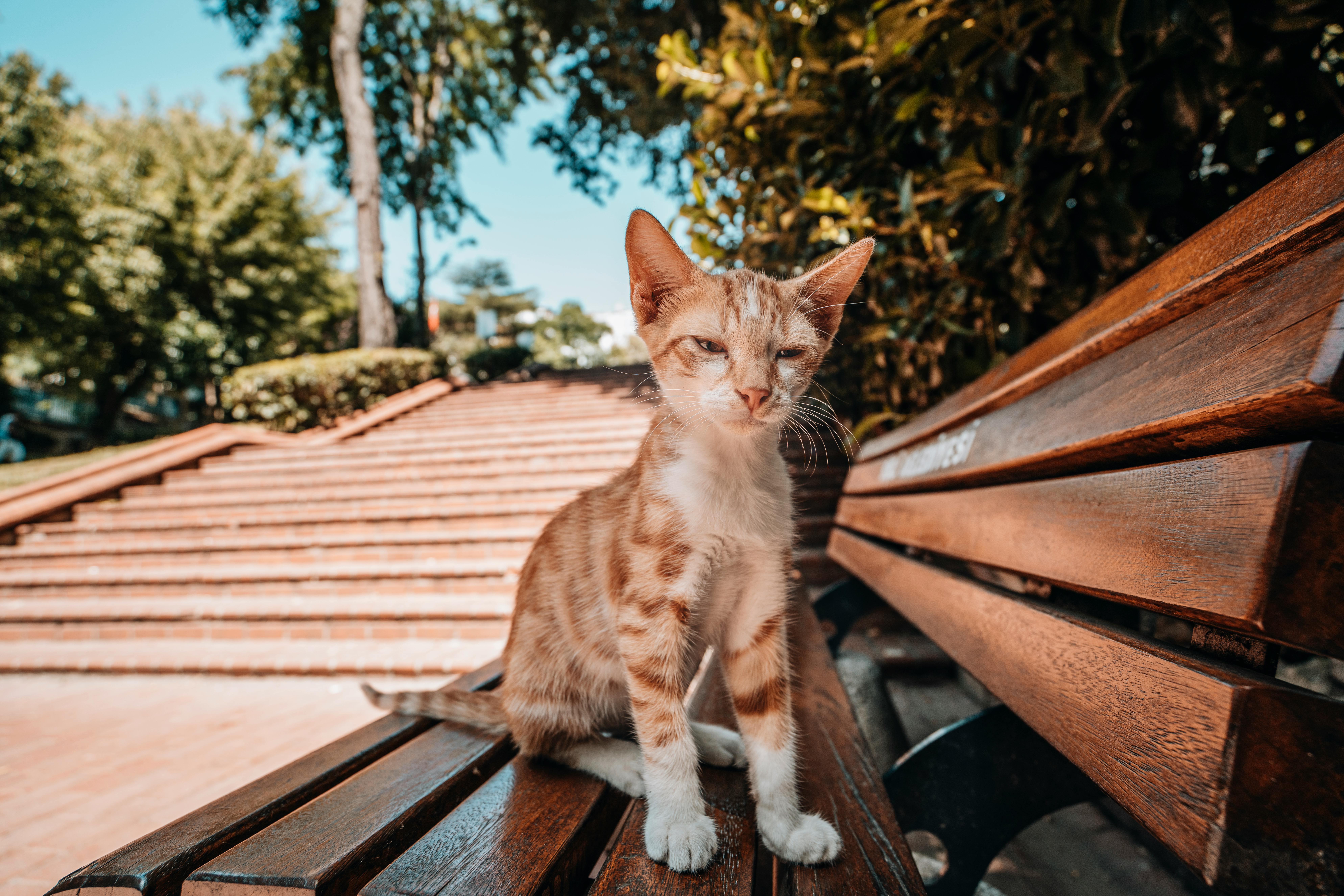 Kitten Sitting on a Bench · Free Stock Photo