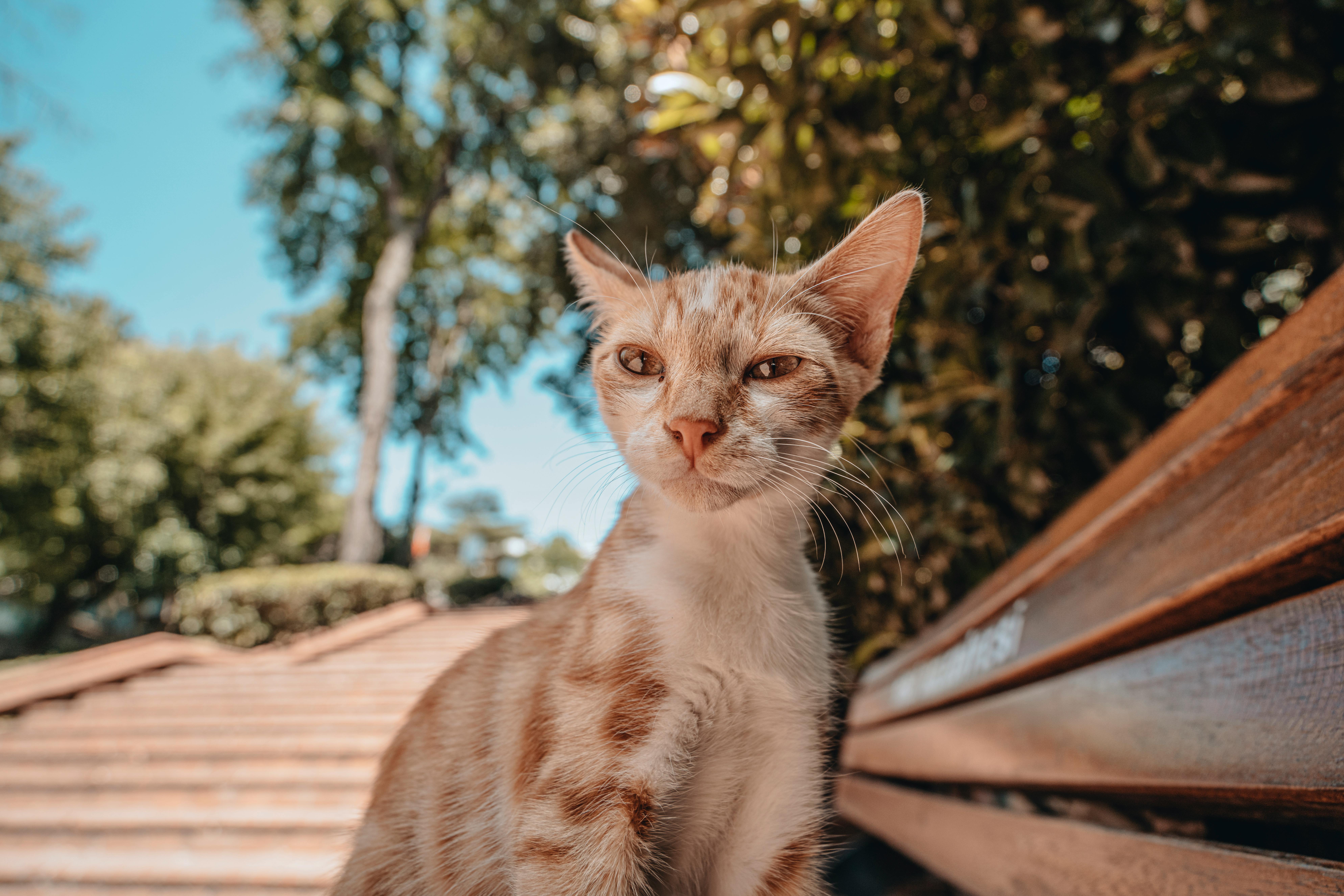 Close up of Cat on Bench · Free Stock Photo