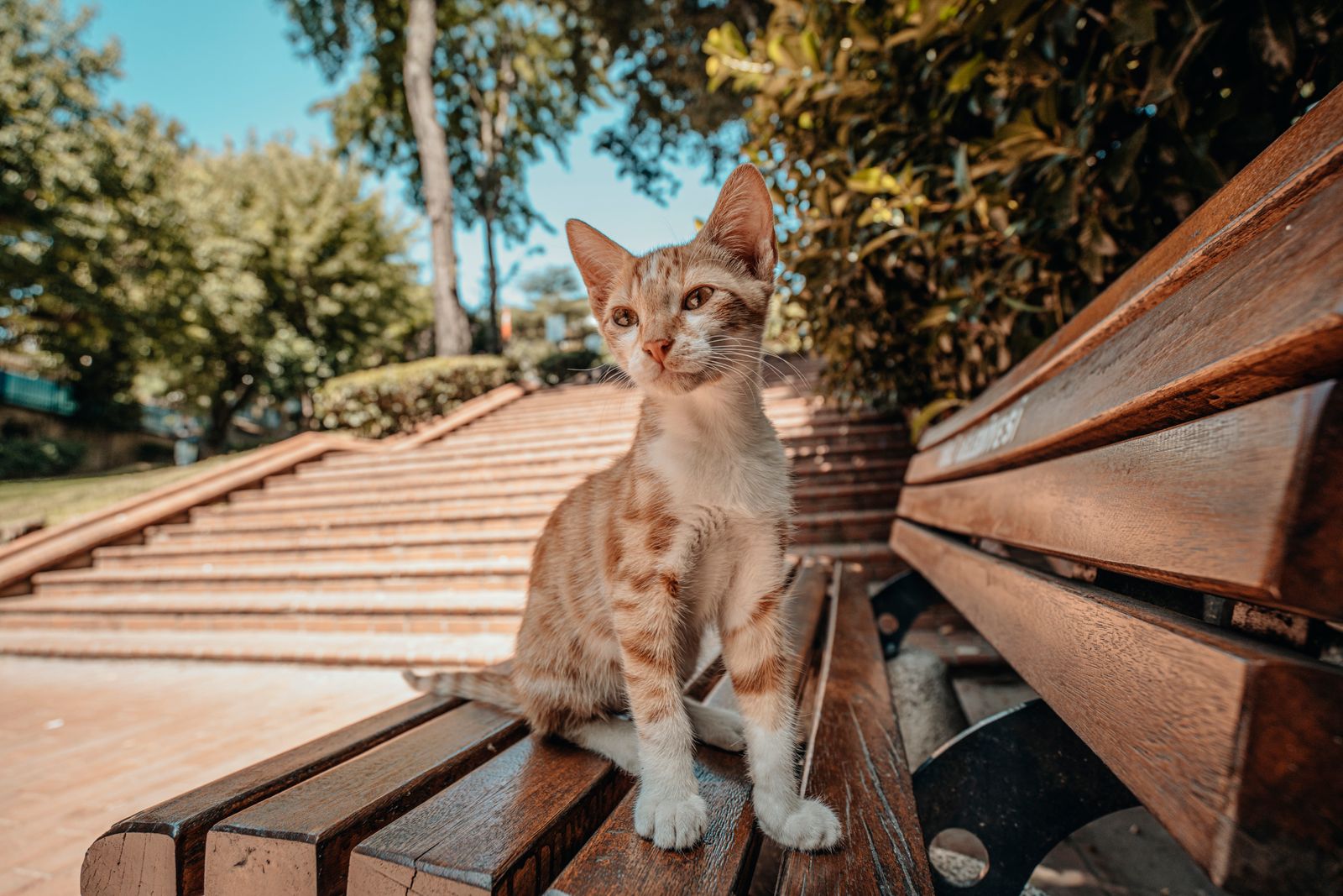 Aesthetic Cat Wallpaper Photos, Download The BEST Free Aesthetic Cat ...
